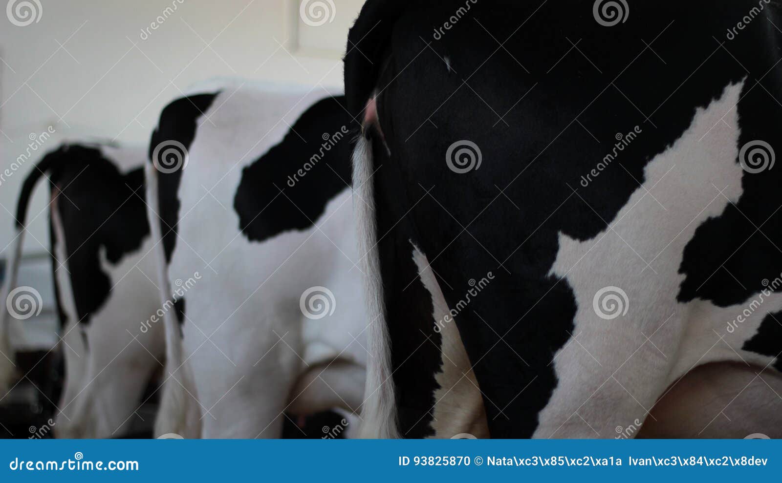 The Back of a Black and White Cows Side View Stock Photo - Image of ...