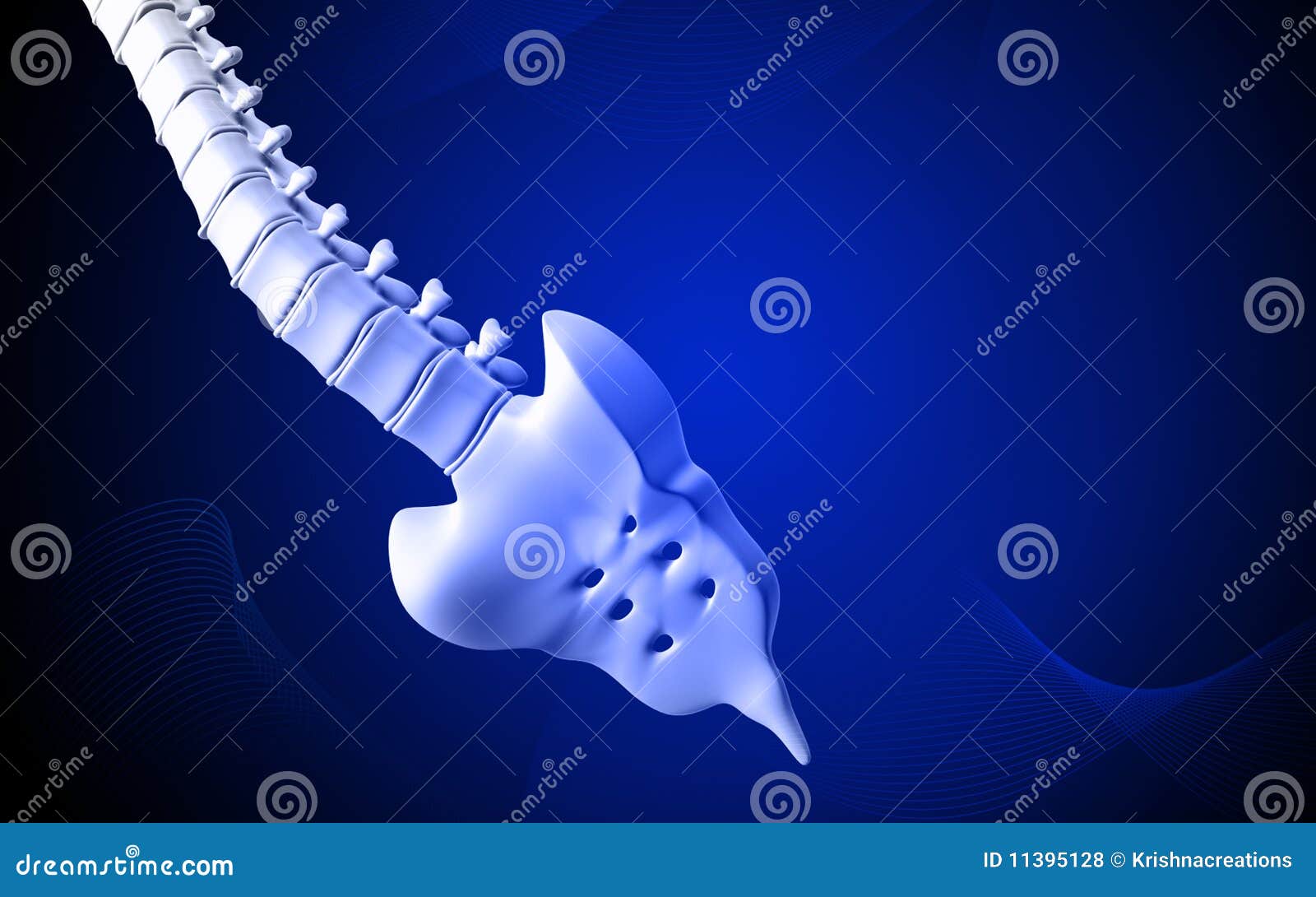 Back Bone - Vertebrae - Spine - Tailbone - Medical - Health - Graphic ...