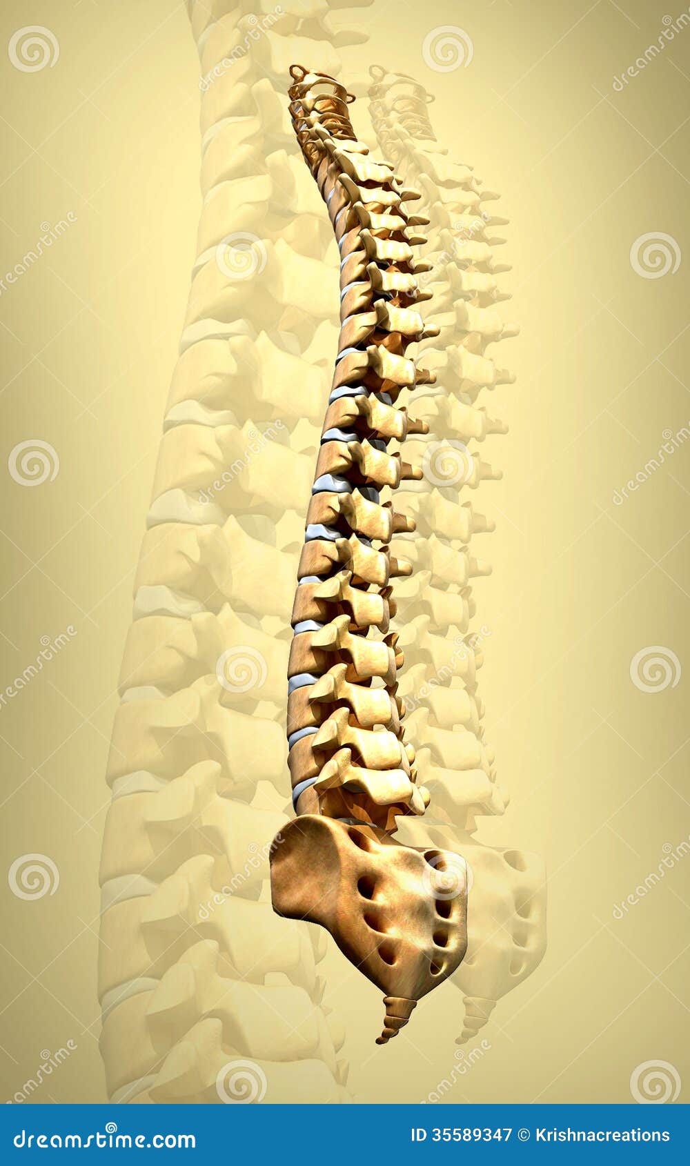 Back bone stock illustration. Illustration of digital - 35589347
