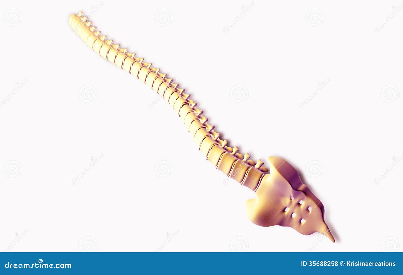Back bone stock illustration. Illustration of abstract - 35688258