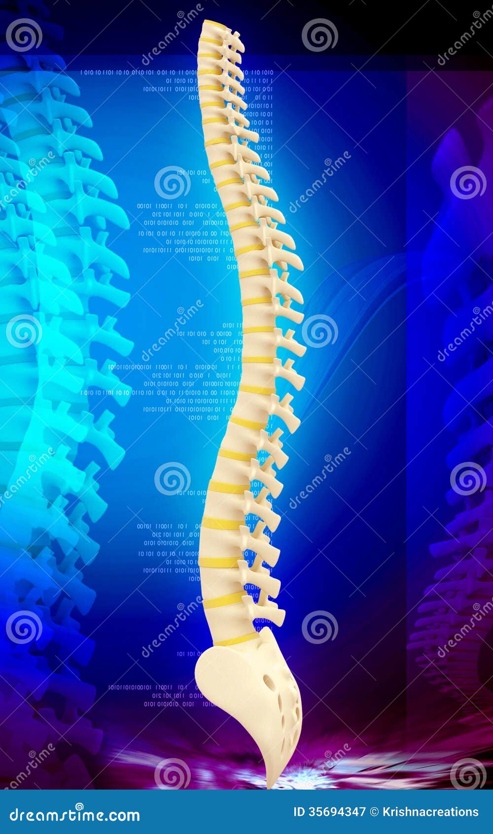 Back Bone With Hip Bone Blue Shader Stock Image | CartoonDealer.com ...