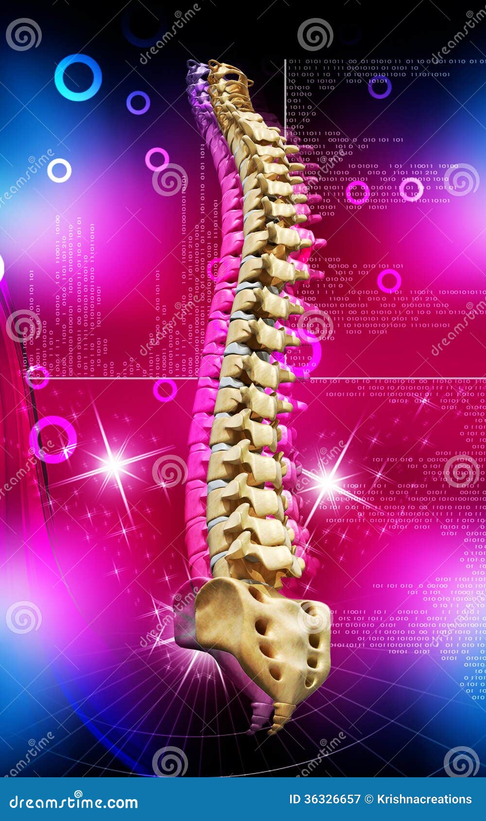 Back bone stock illustration. Illustration of organ, vertebral - 36326657