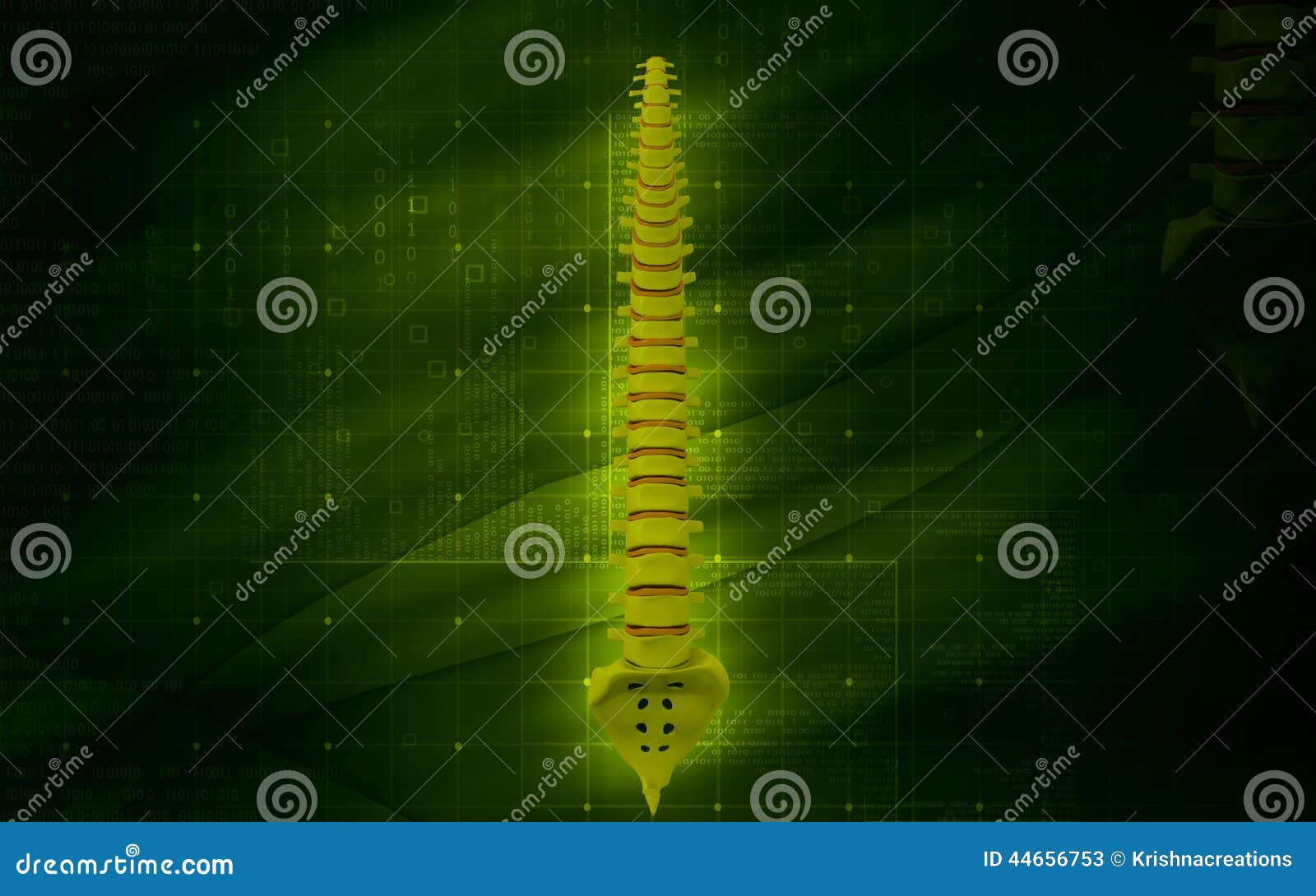 Back bone stock illustration. Illustration of graphics - 44656753