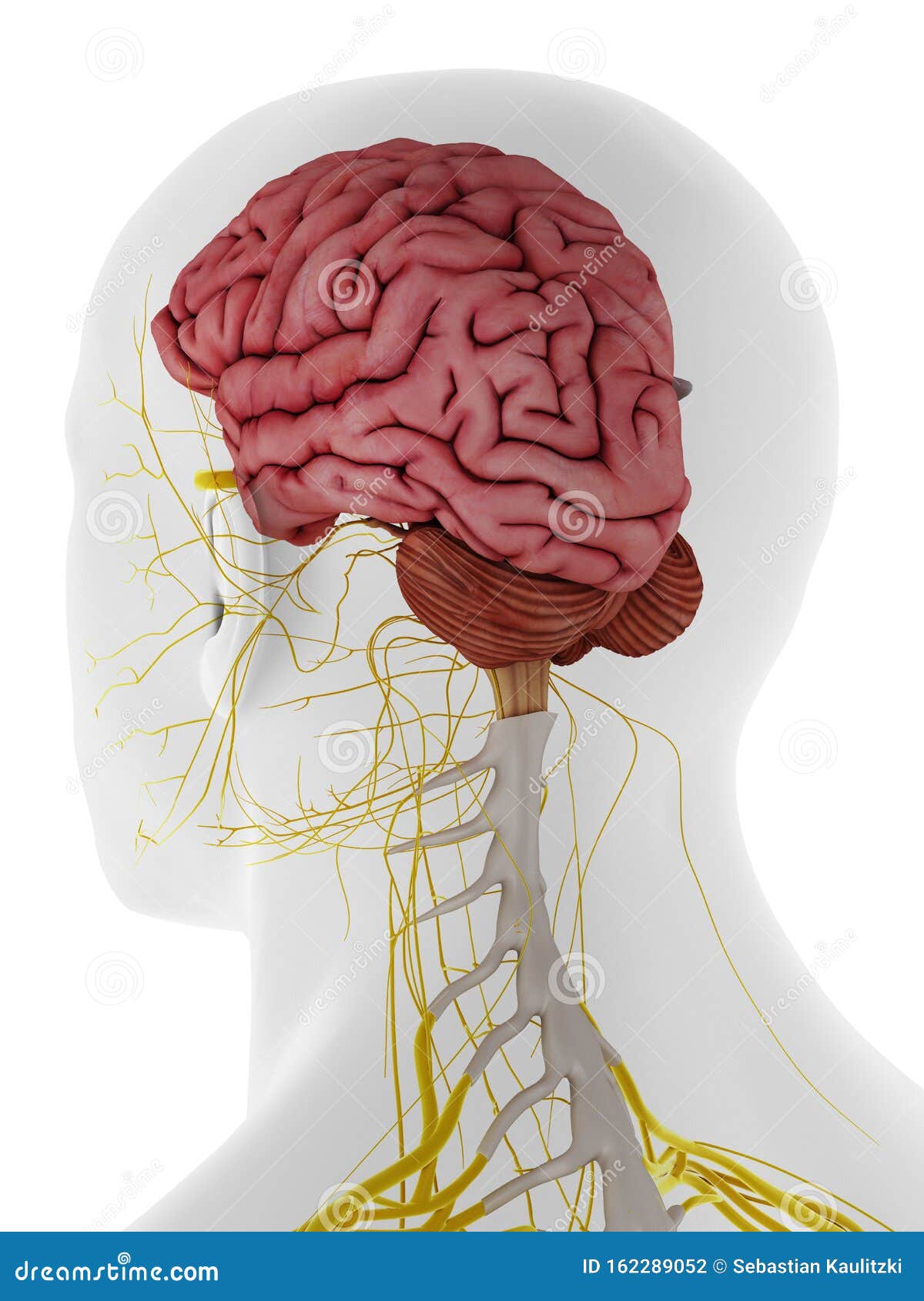 The back of the brain stock illustration. Illustration of limbic ...