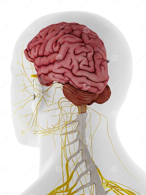 The back of the brain stock illustration. Illustration of limbic ...