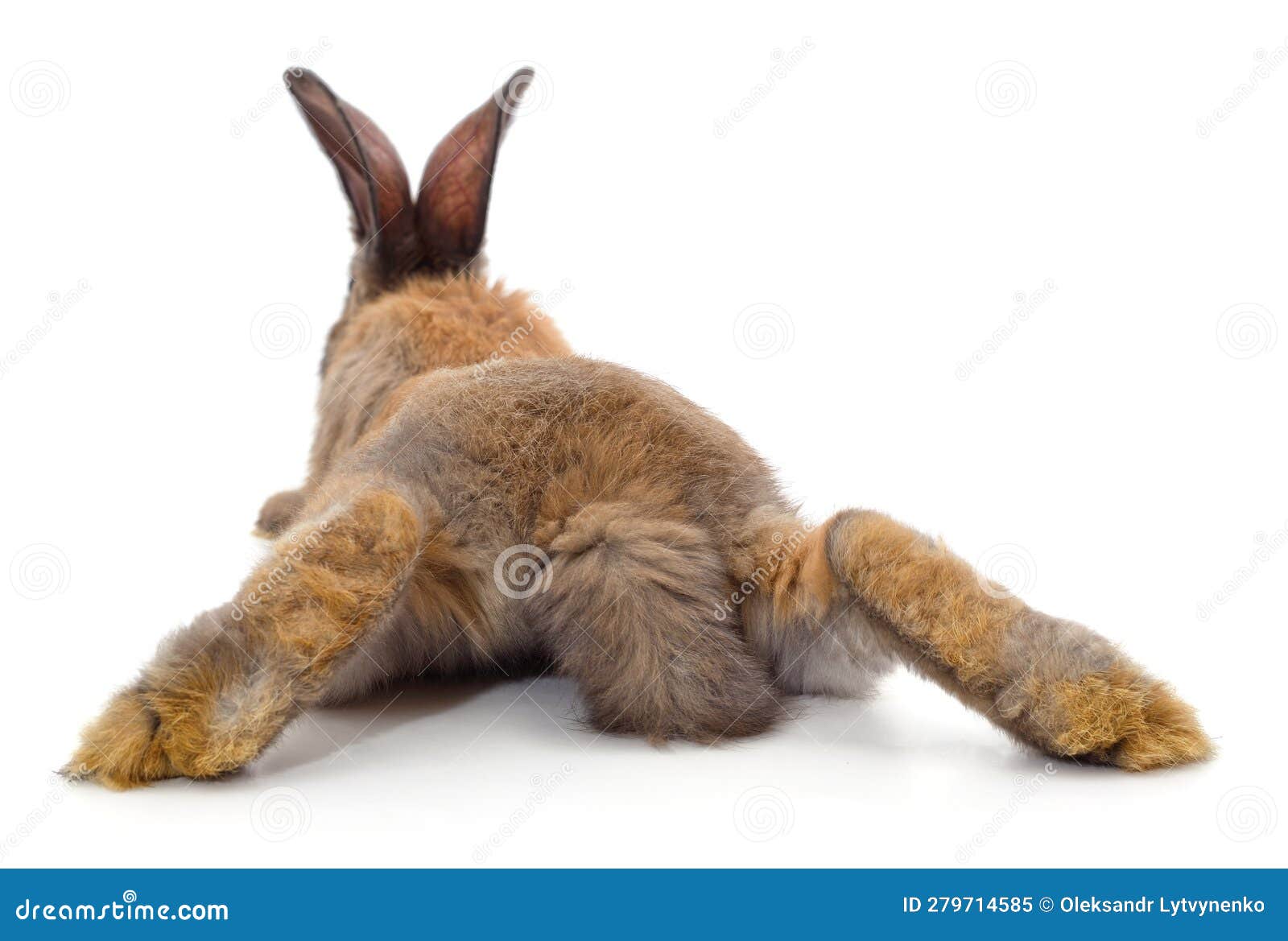The back of a brown rabbit stock image. Image of friendship - 279714585