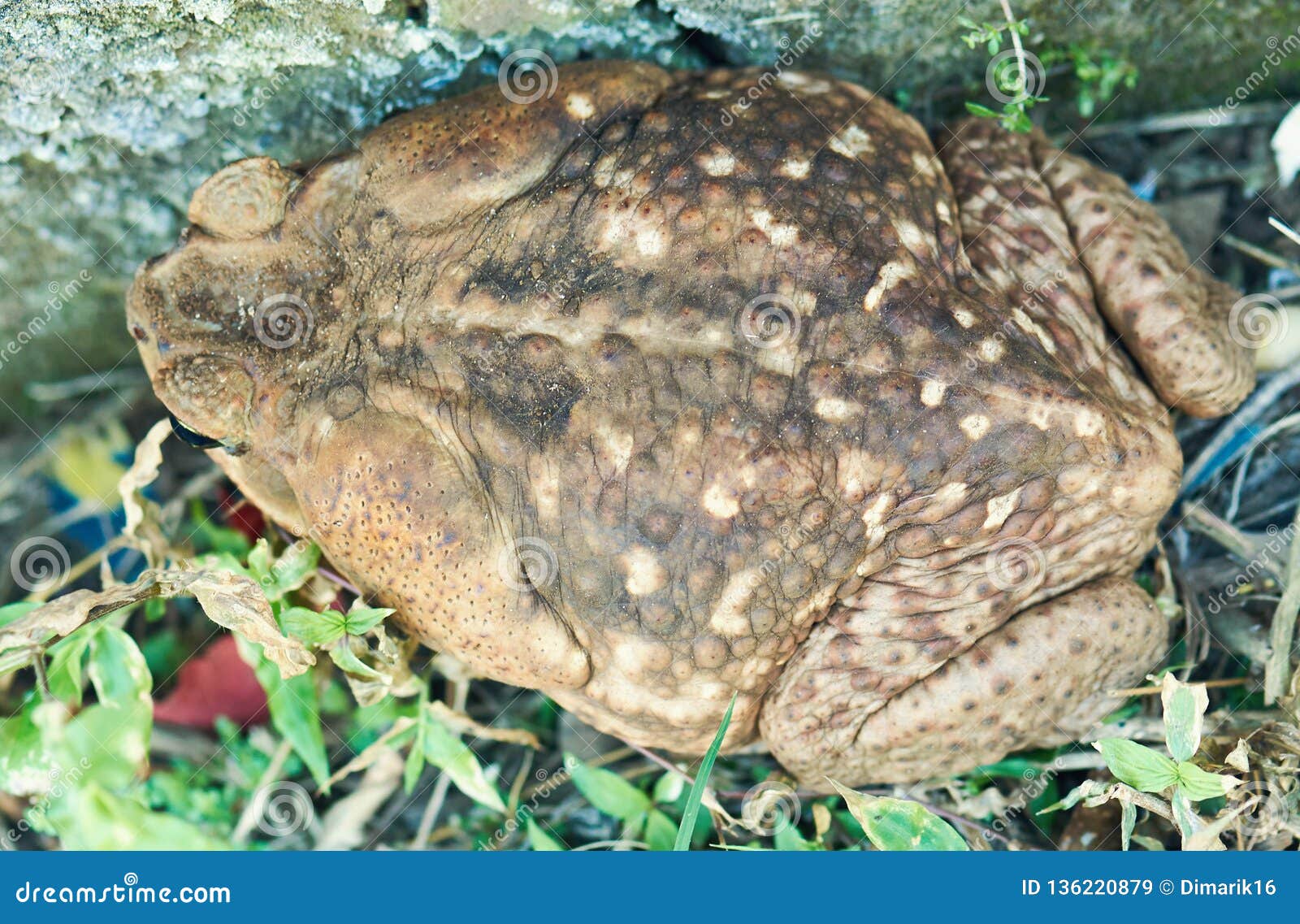 Back of cane toad frog stock image. Image of rana, cane - 136220879