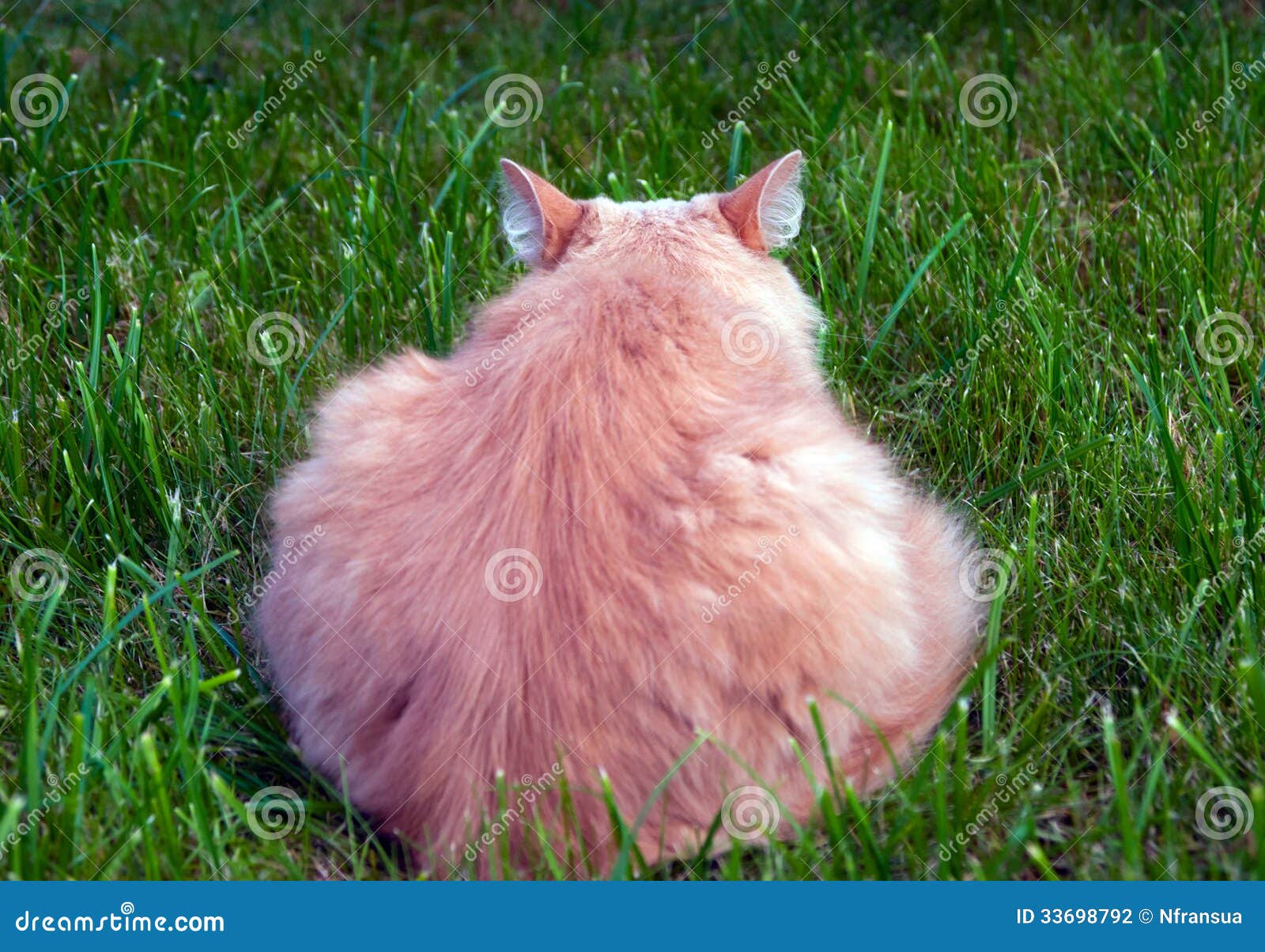 Back cat stock photo. Image of hair, feline, intelligence - 33698792