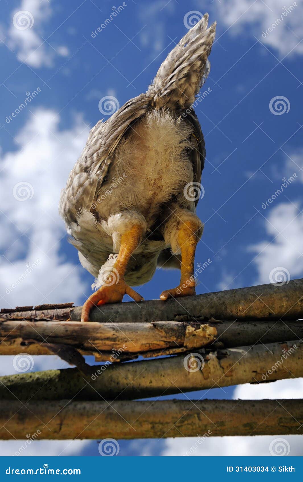 Back of Chicken stock photo. Image of farm, farming, grey - 31403034