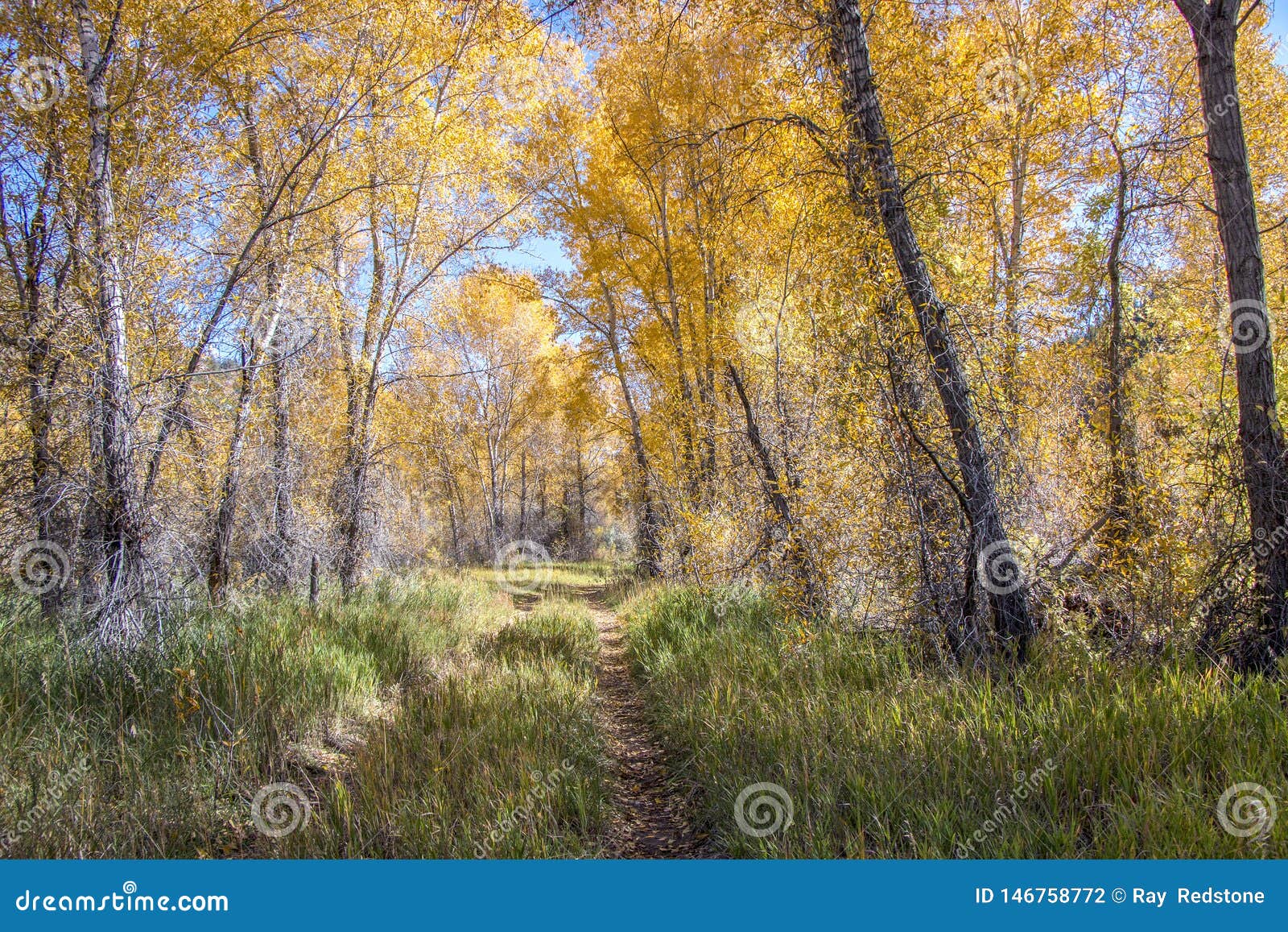 Back Country Road in the Fall Near Dolores Colorado Stock Photo - Image ...