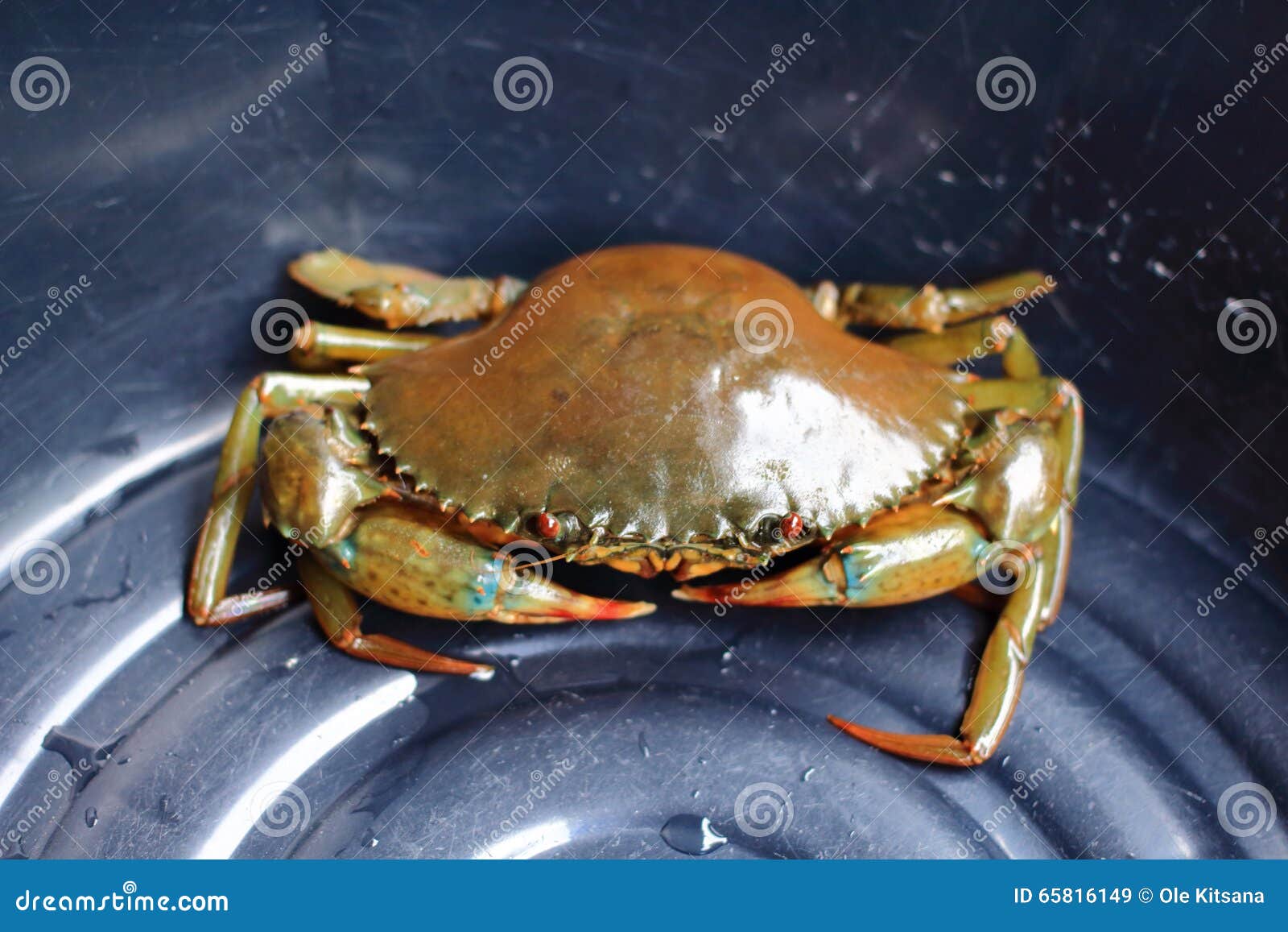 Back crab stock image. Image of back, crab, fresh, forest - 65816149