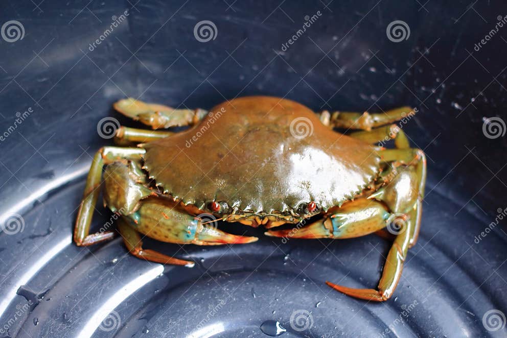 Back crab stock image. Image of back, crab, fresh, forest - 65816149