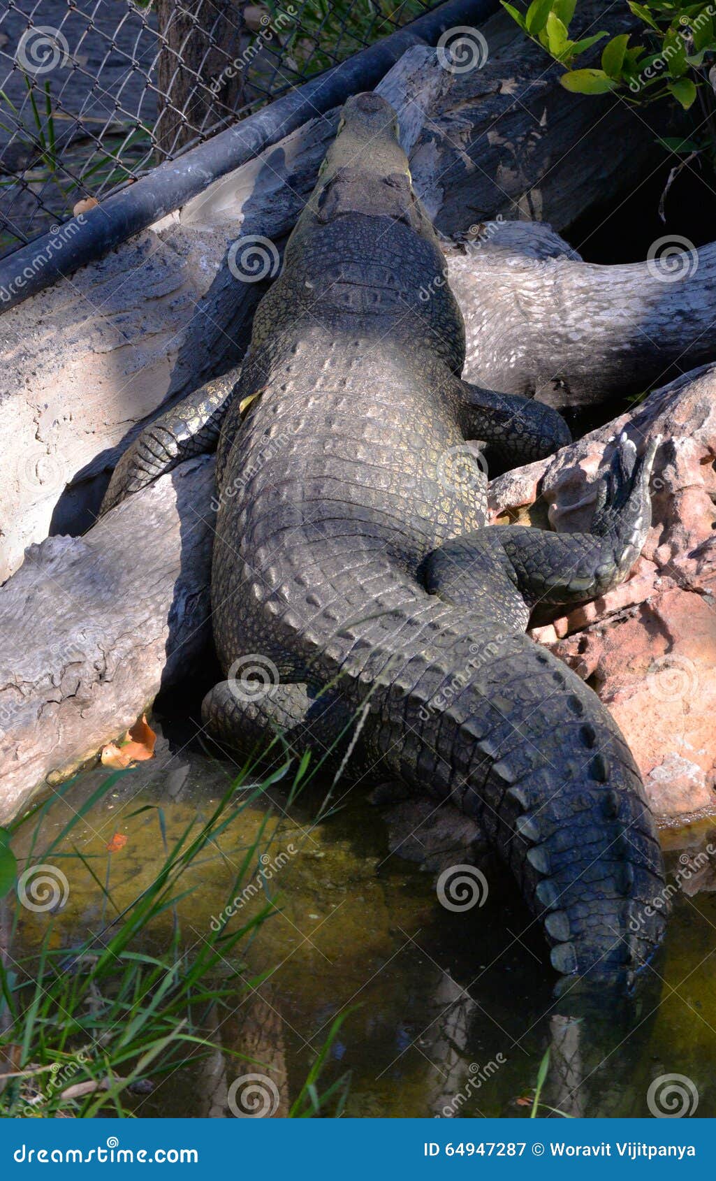 Back Crocodile stock image. Image of large, phuket, farm - 64947287