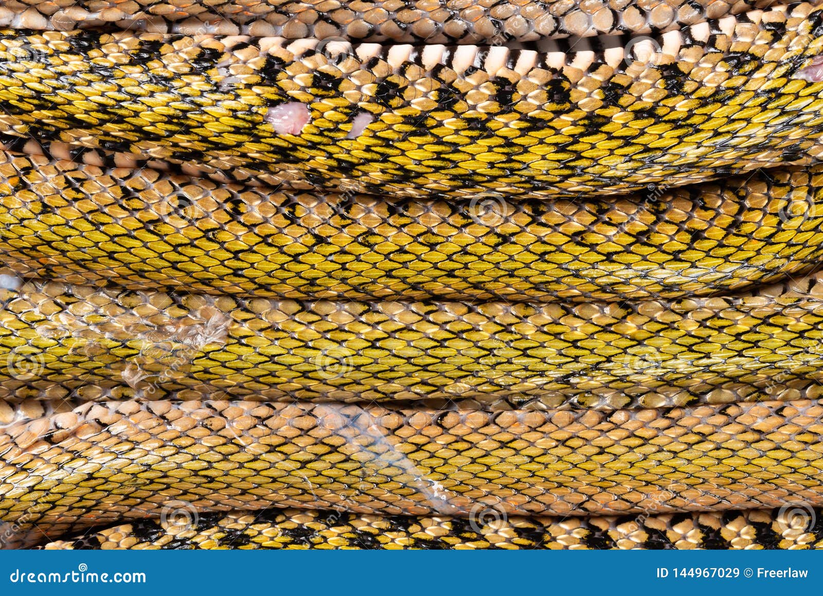 Back of Cutout Snake Lined Up Horizontally Stock Image - Image of ...