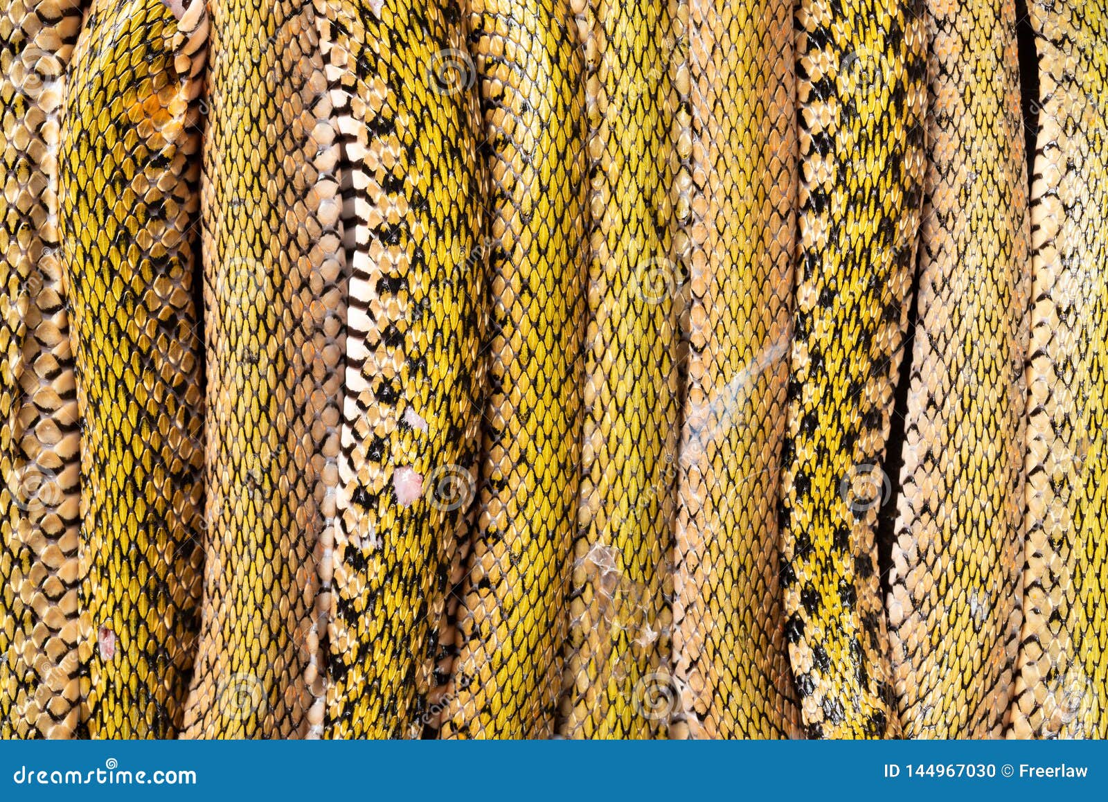 Back of Cutout Snake Lined Up Vertically Stock Photo - Image of animals ...