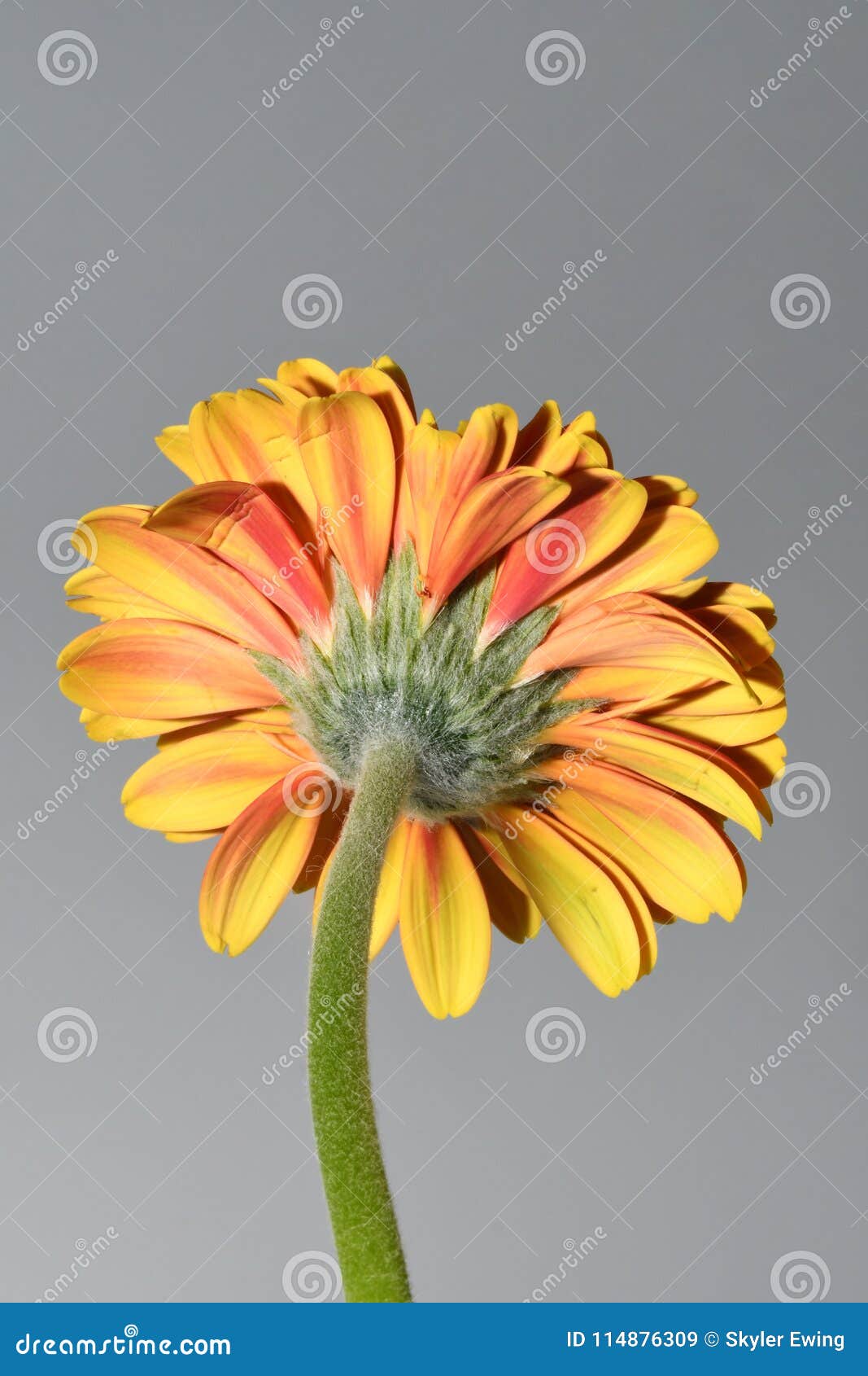 Back of a daisy flower stock image. Image of vibrant - 114876309