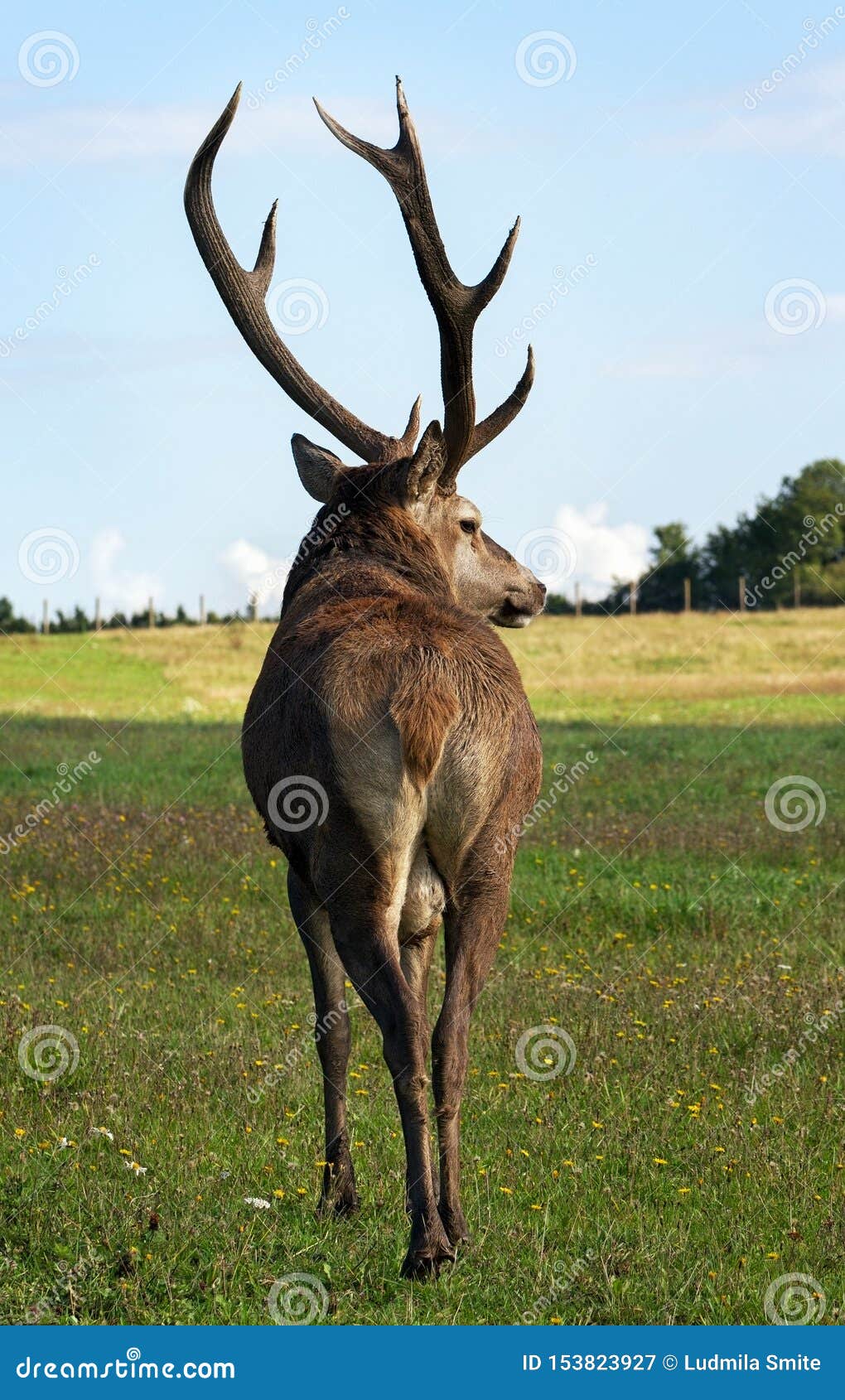 Back of deer stock image. Image of fence, mesh, brown - 153823927