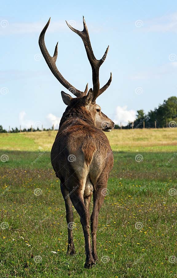 Back of deer stock image. Image of fence, mesh, brown - 153823927