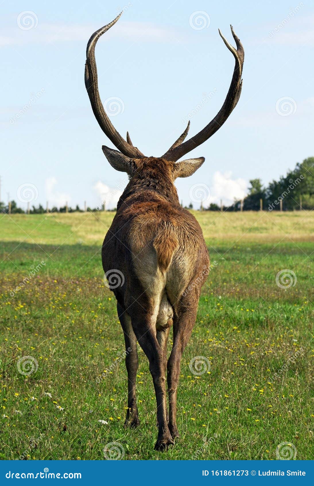 Back of deer stock image. Image of back, outdoor, nature - 161861273