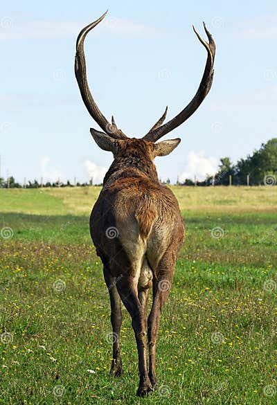 Back of deer stock image. Image of back, outdoor, nature - 161861273