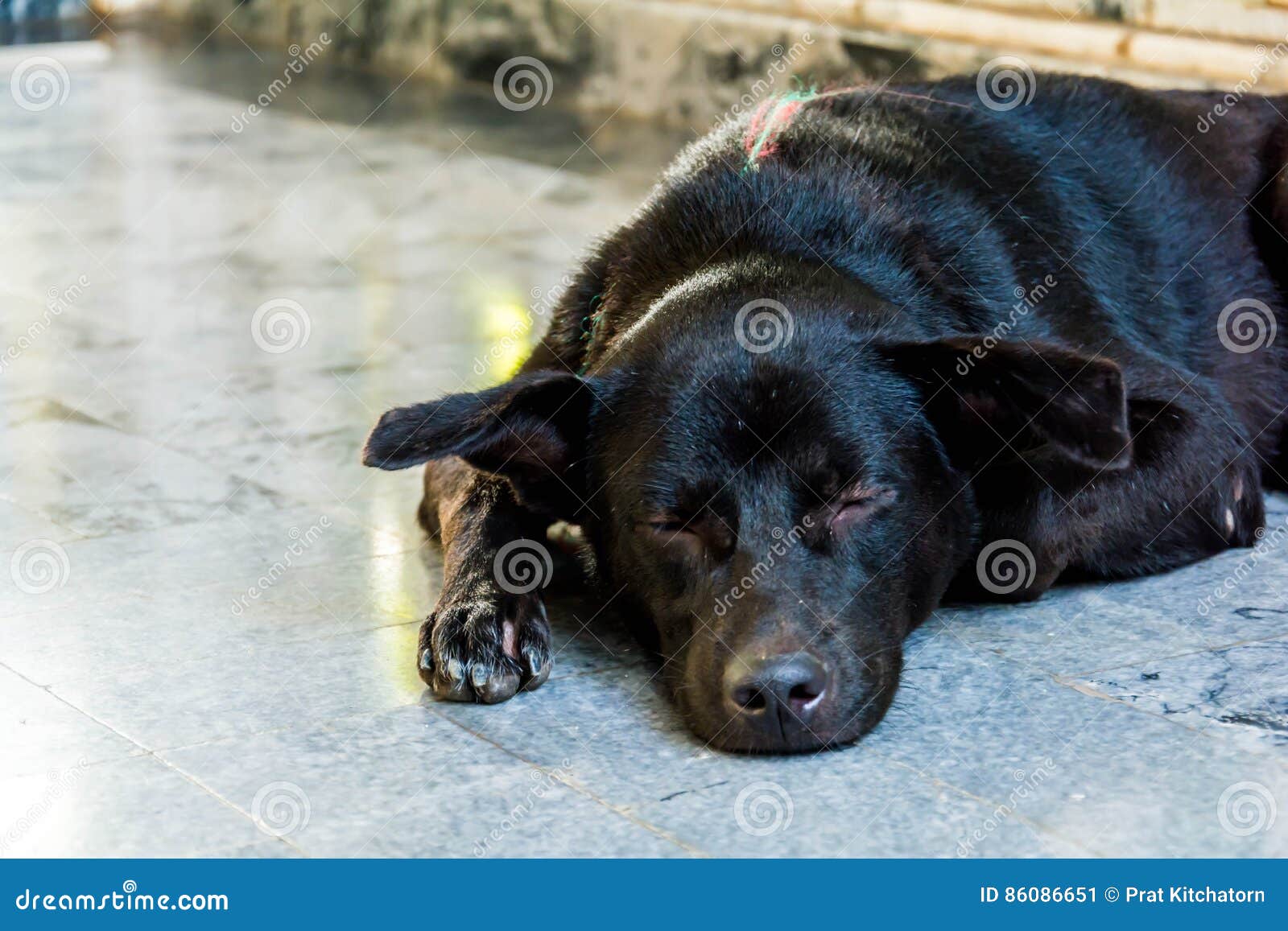 Back dog sat down stock image. Image of face, domestic - 86086651