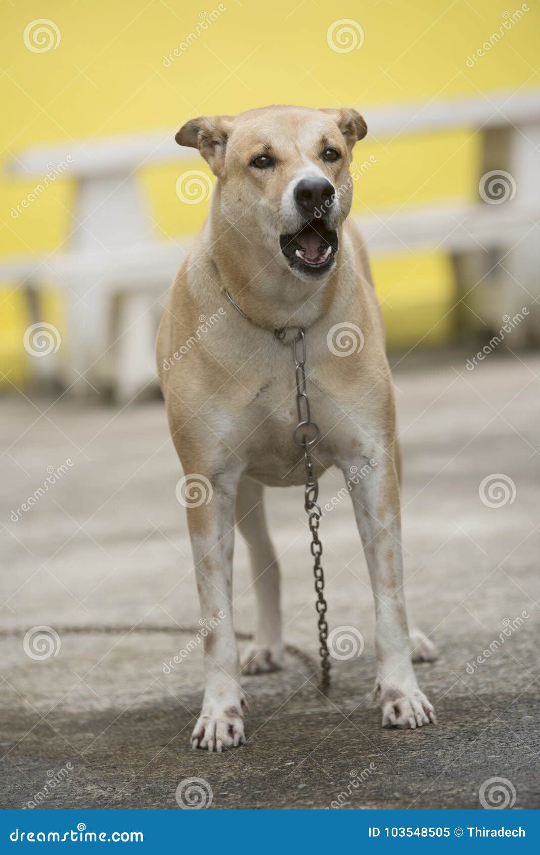 The Back of the Dog is Standing. Stock Image - Image of portrait, house ...