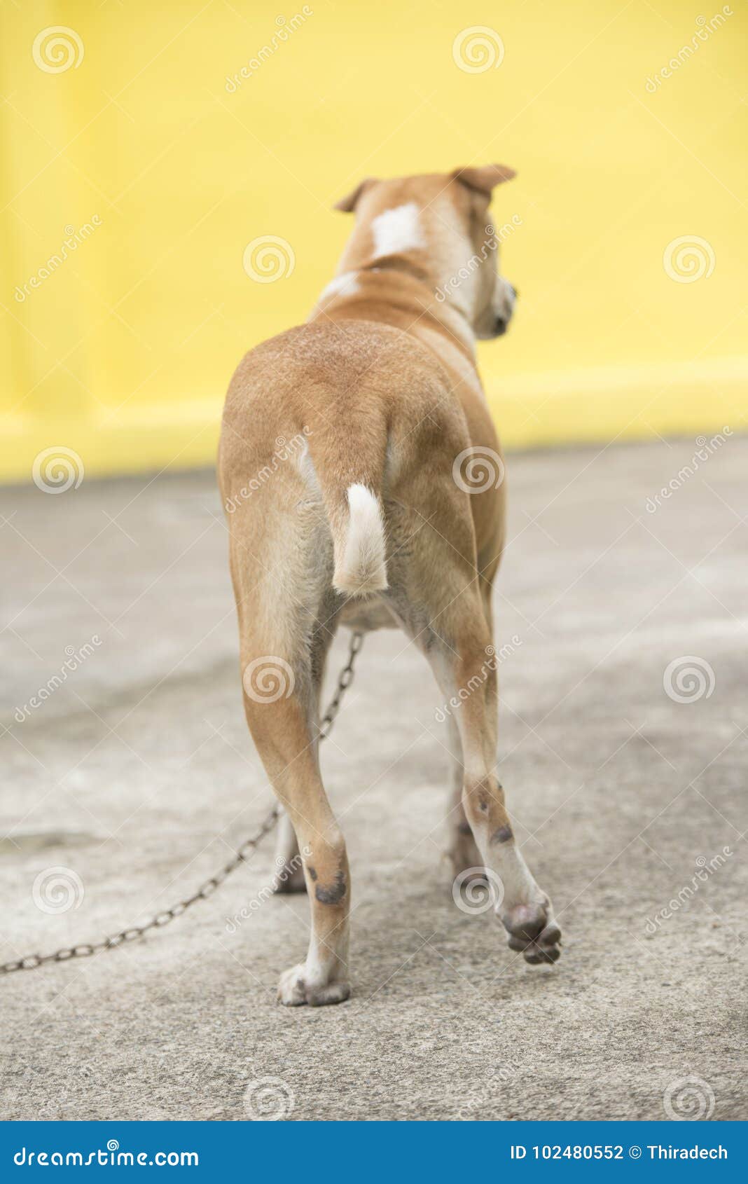 Dog Standing From Behind