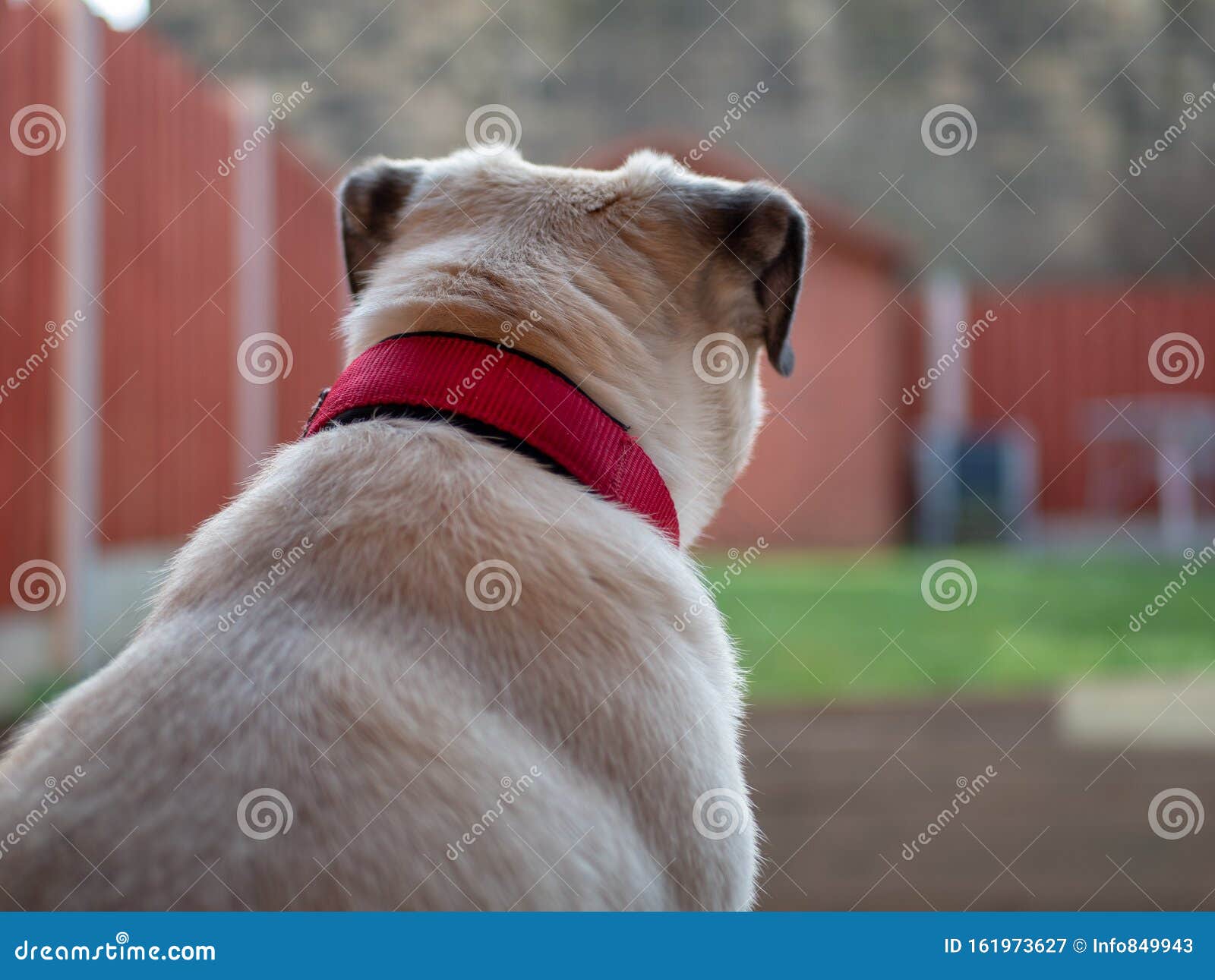 Back of a dogs head stock image. Image of ears, fawn - 161973627