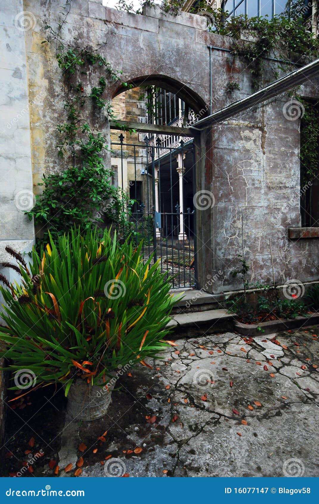 Back door of old building stock image. Image of dunedin - 16077147