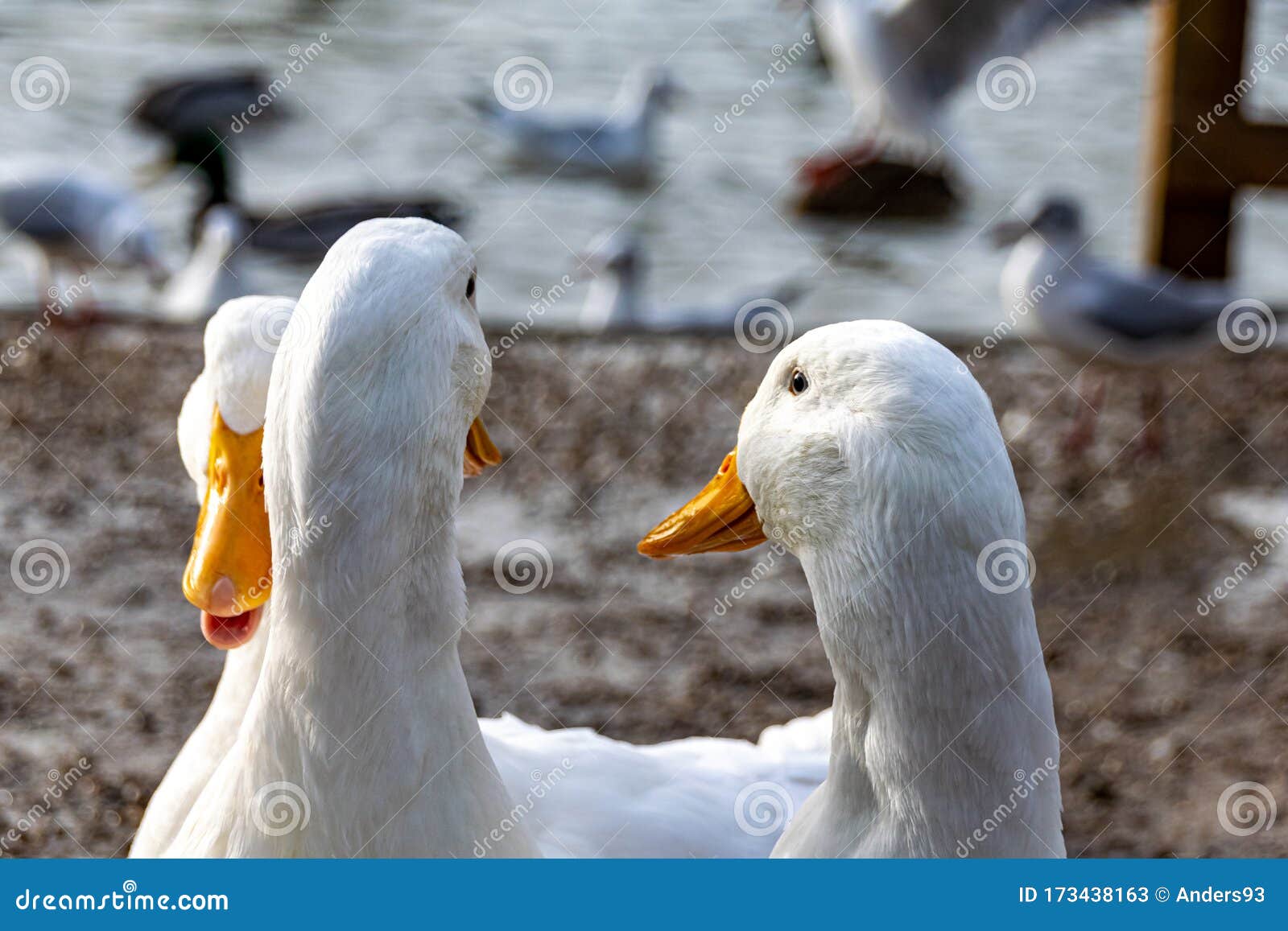 Back of a ducks head stock image. Image of beak, feathers - 173438163