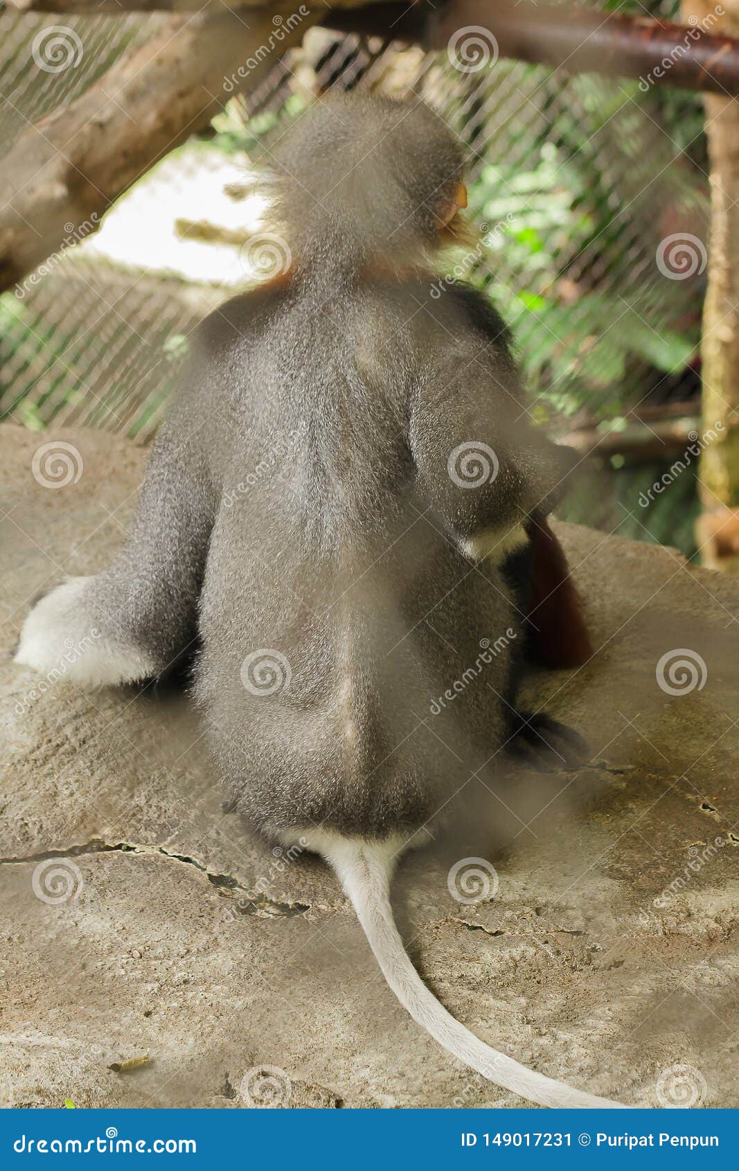 The Back of Dusky Leaf Monkey is Brown, Gray or Black. Stock Image ...