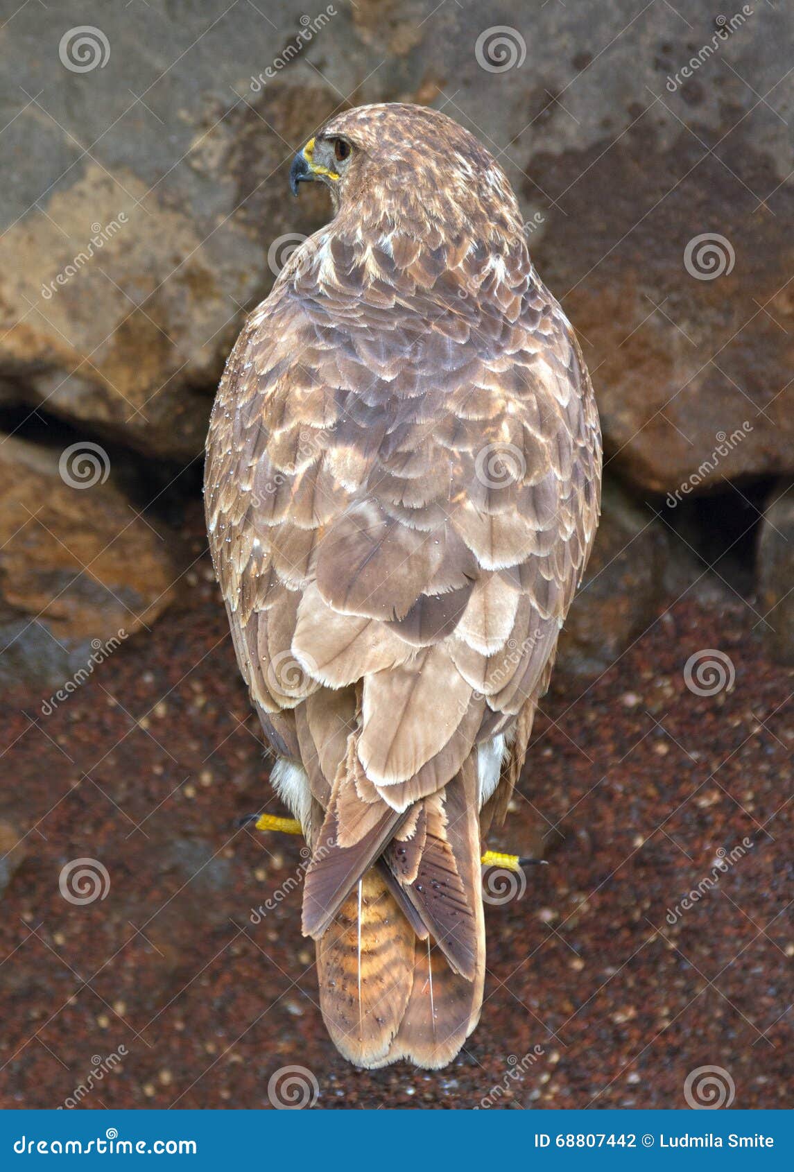 Back of the an eagle. stock photo. Image of wilderness - 68807442