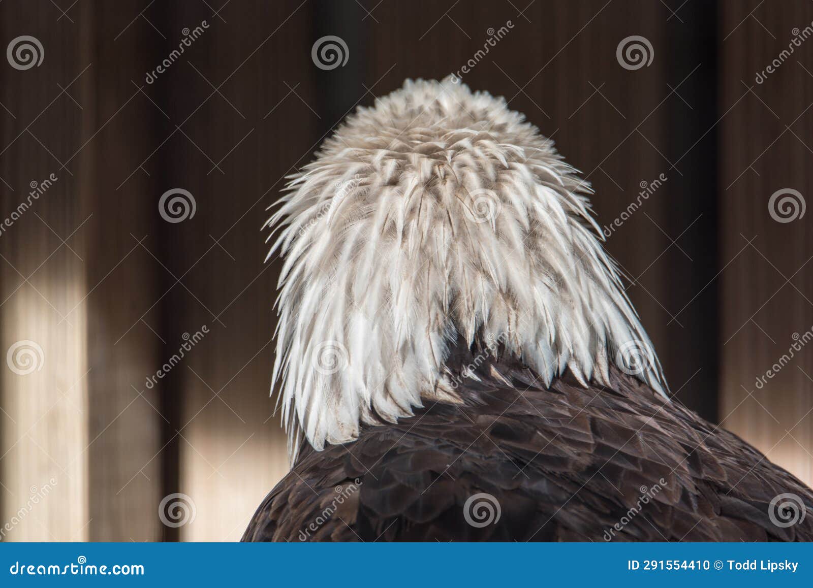 Back of Eagle Head stock photo. Image of eagle, face - 291554410
