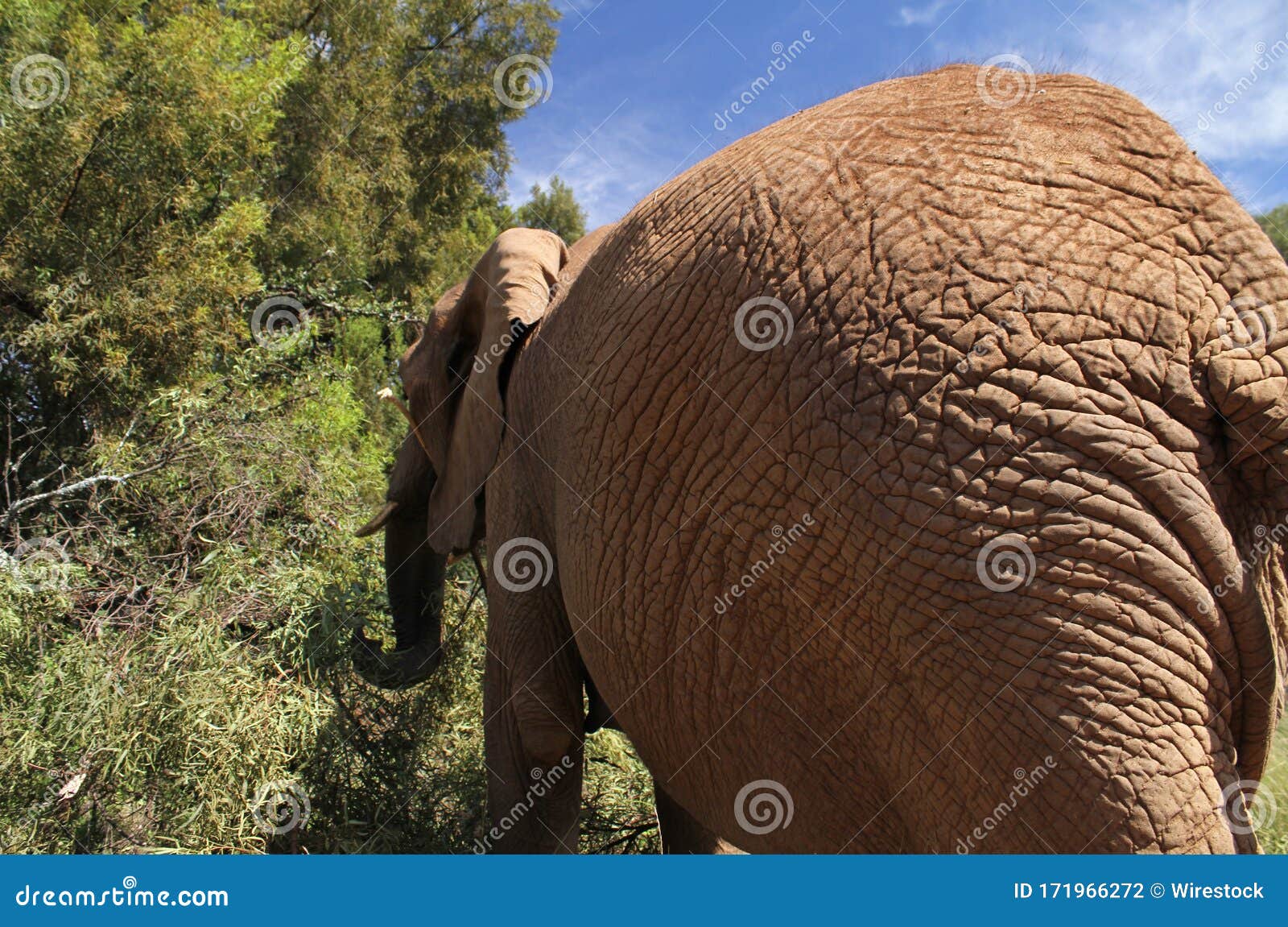 Back of an Elephant in Front of Trees during Daytime Stock Photo ...