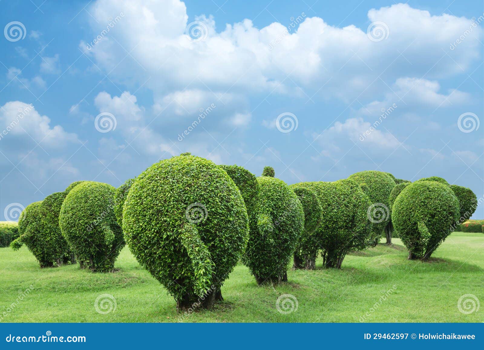 The back of elephant tree stock image. Image of floral - 29462597