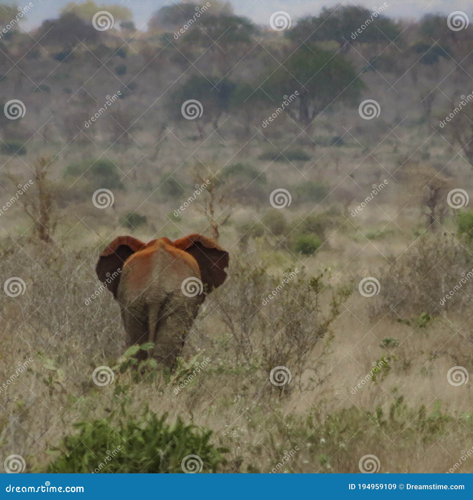 The back of an elephant stock image. Image of lonly - 194959109