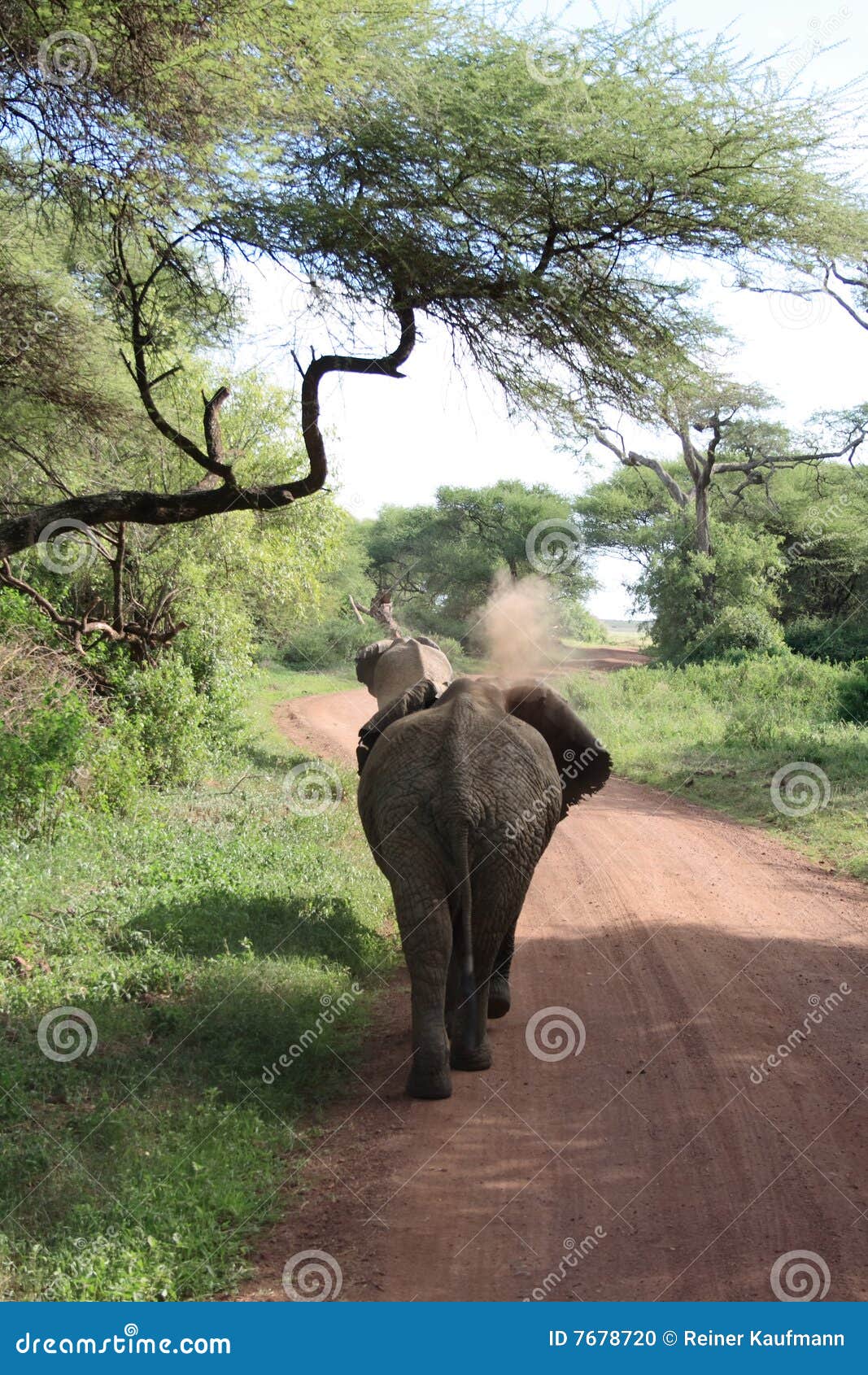 Back of elephants stock photo. Image of herd, africa, african - 7678720