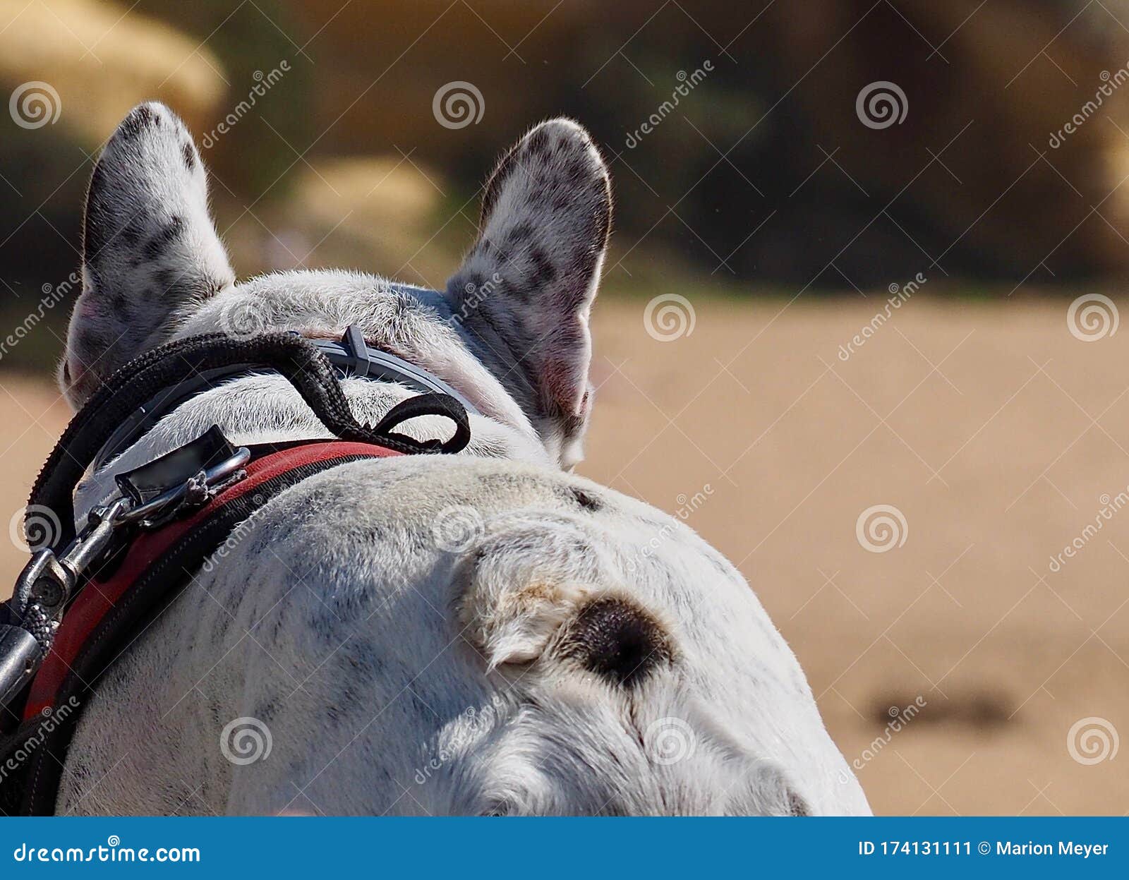 Back Side of an English Bulldog Dog Stock Image - Image of dogs, puppy ...