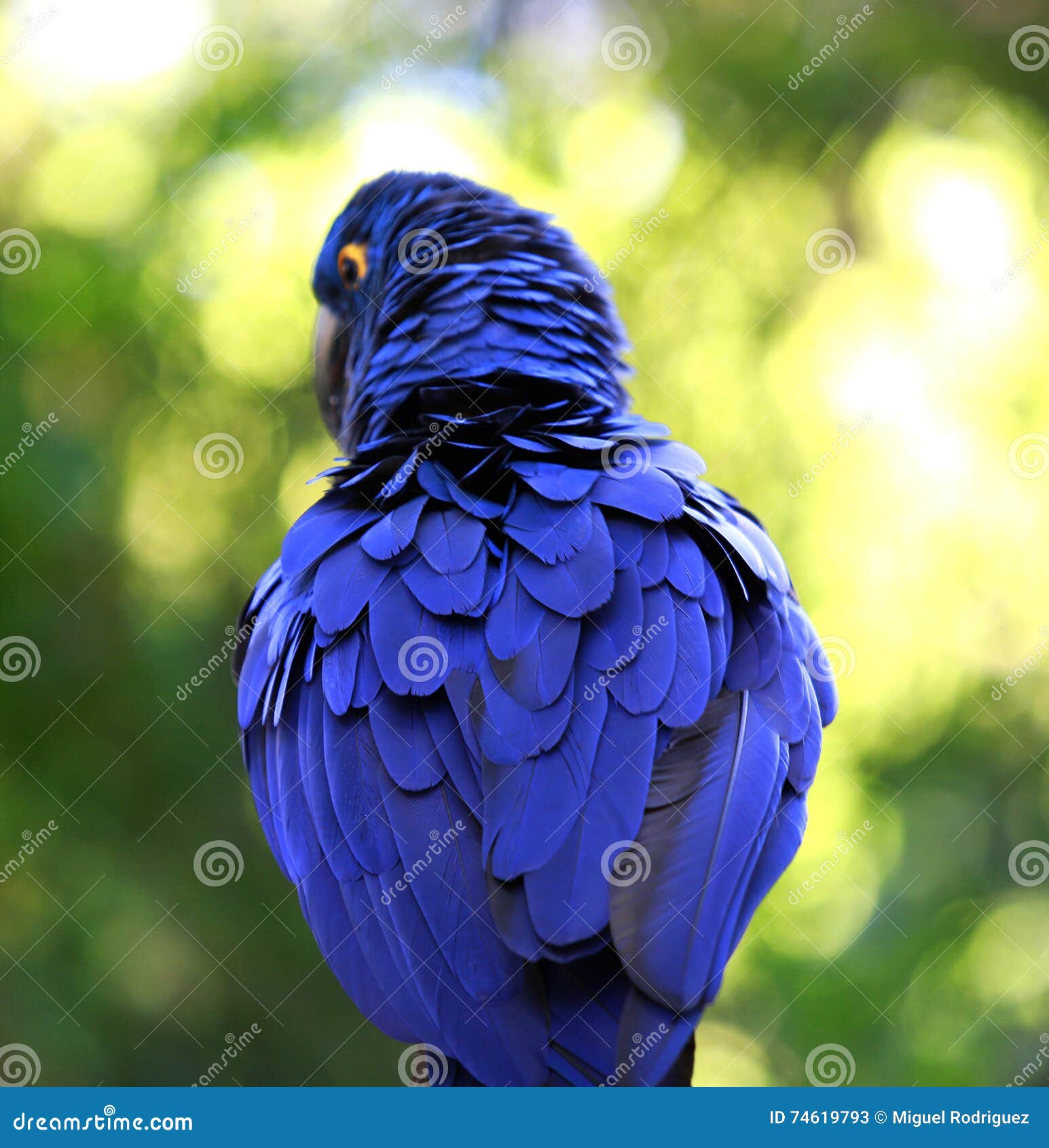Back Feathers of an Indigo Macaw Stock Image - Image of beak, tree ...
