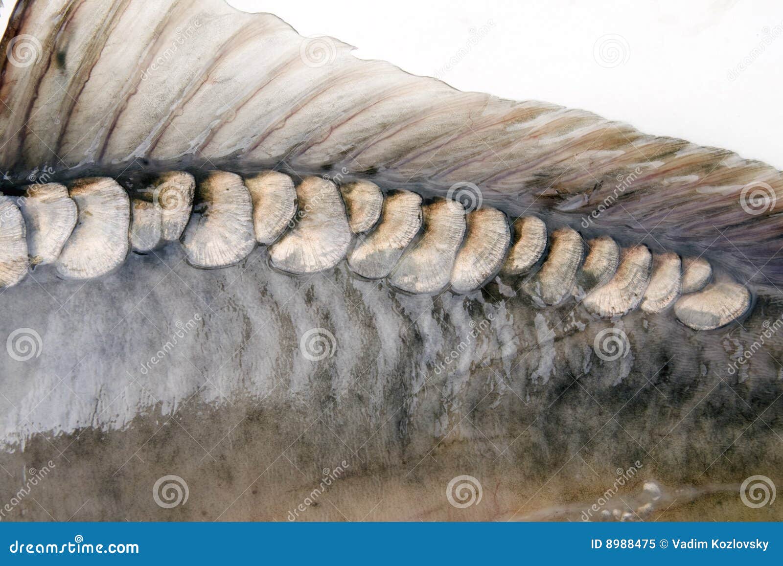 Back fin stock image. Image of scale, seafood, backgrount - 8988475