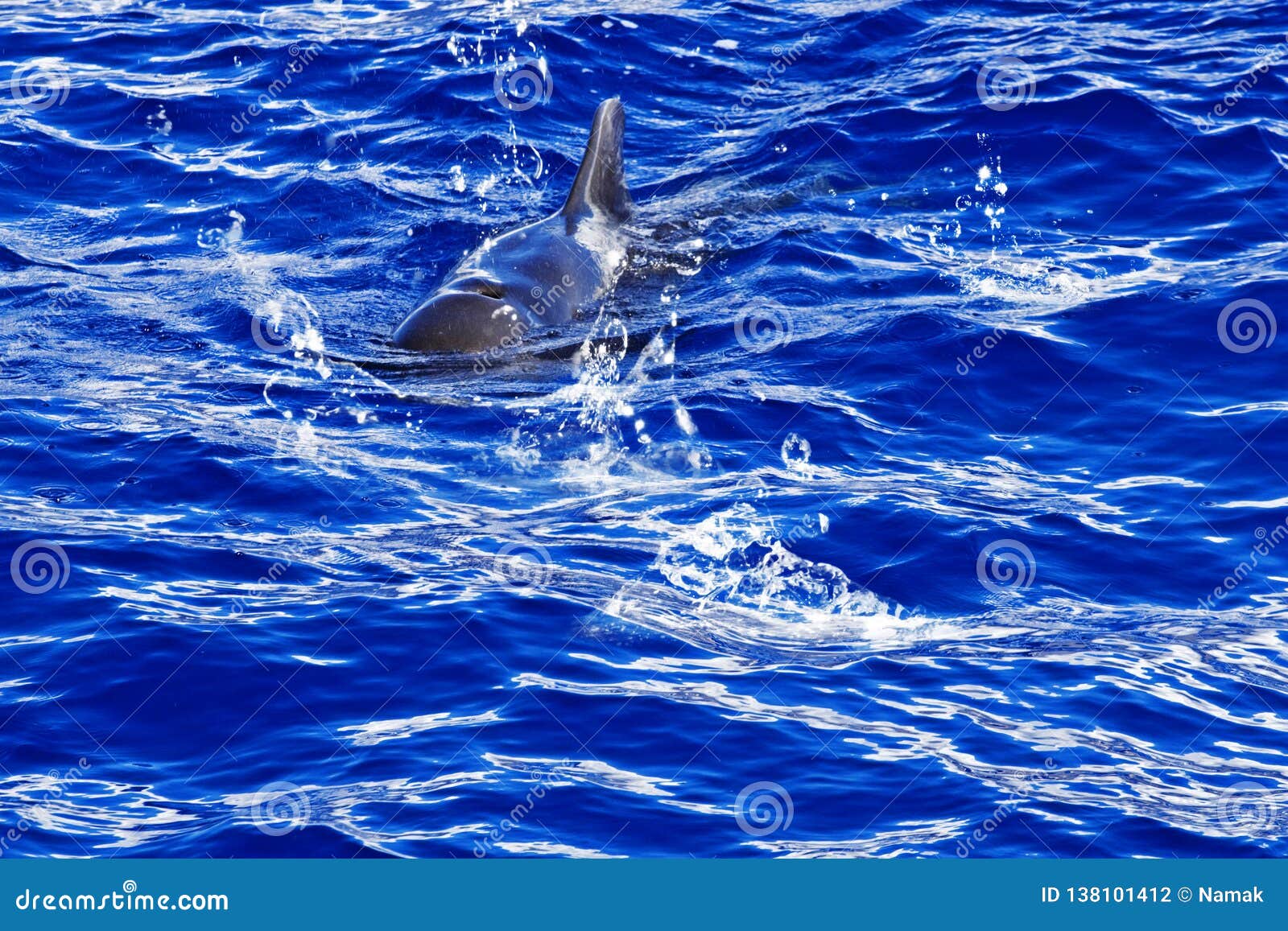 Back and Fin of a Diving Dolphin in the Atlantic Ocean Stock Photo ...