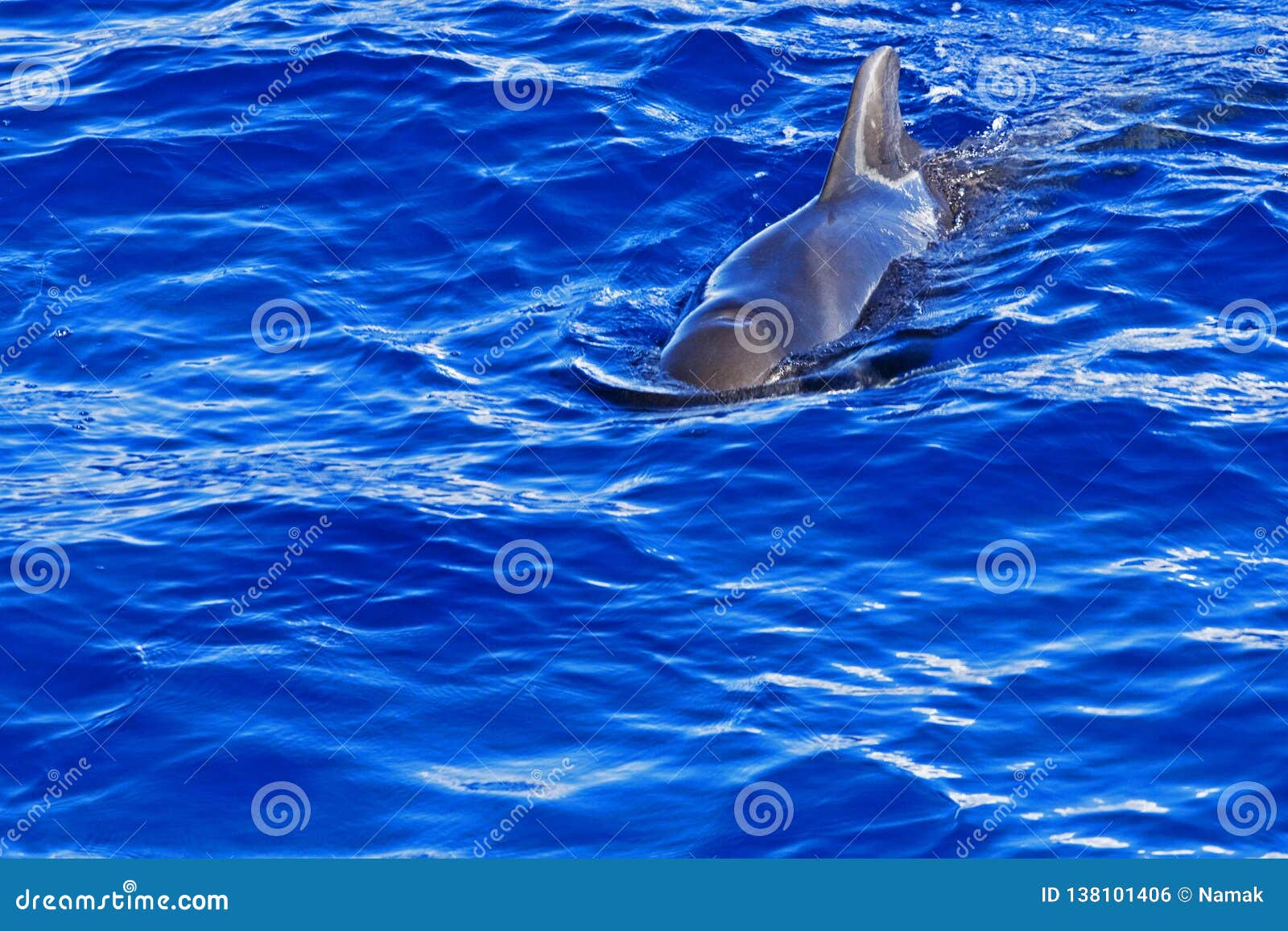 Back and Fin Dolphin Swimming in the Atlantic Ocean Hanging Down Stock ...