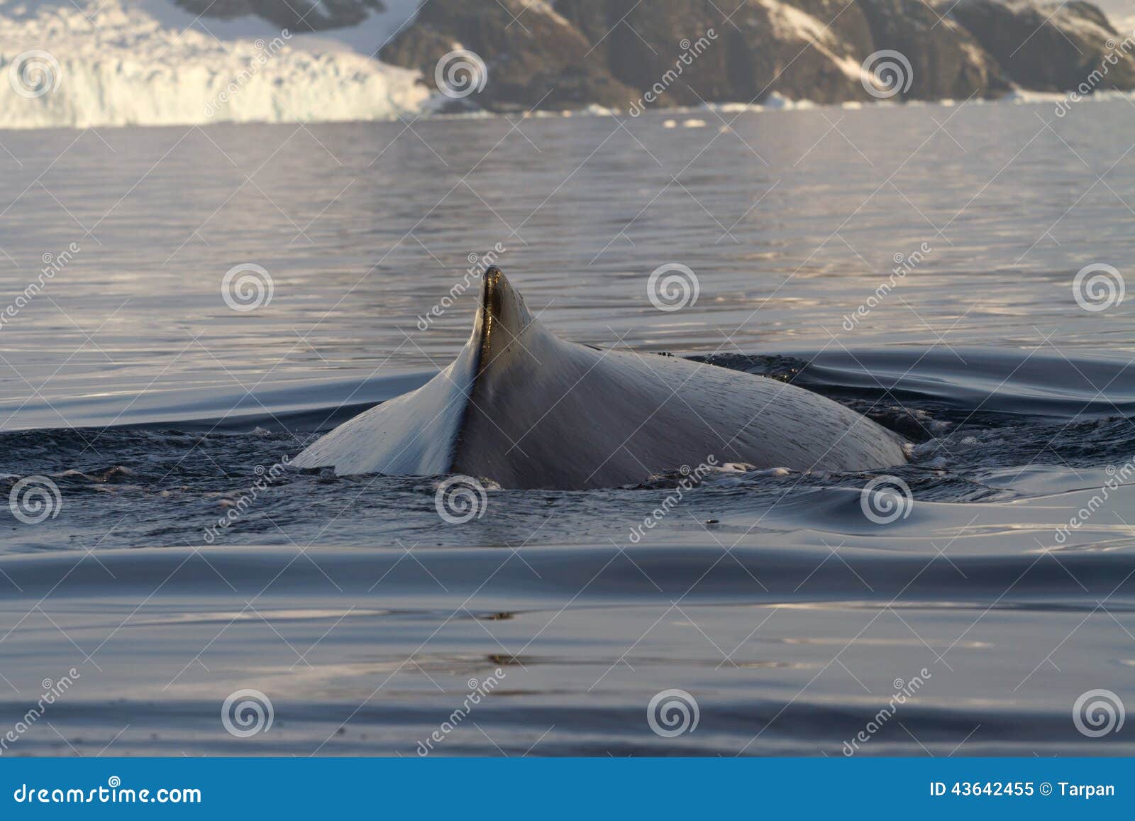 Back and Fin and Humpback Whales in Antarctic Stock Image - Image of ...