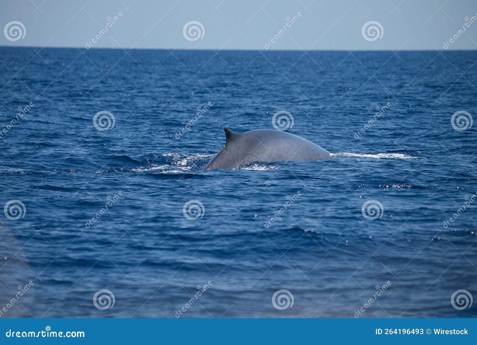 Back of a Fin Whale in the Ligurian Sea. Stock Image - Image of nature ...