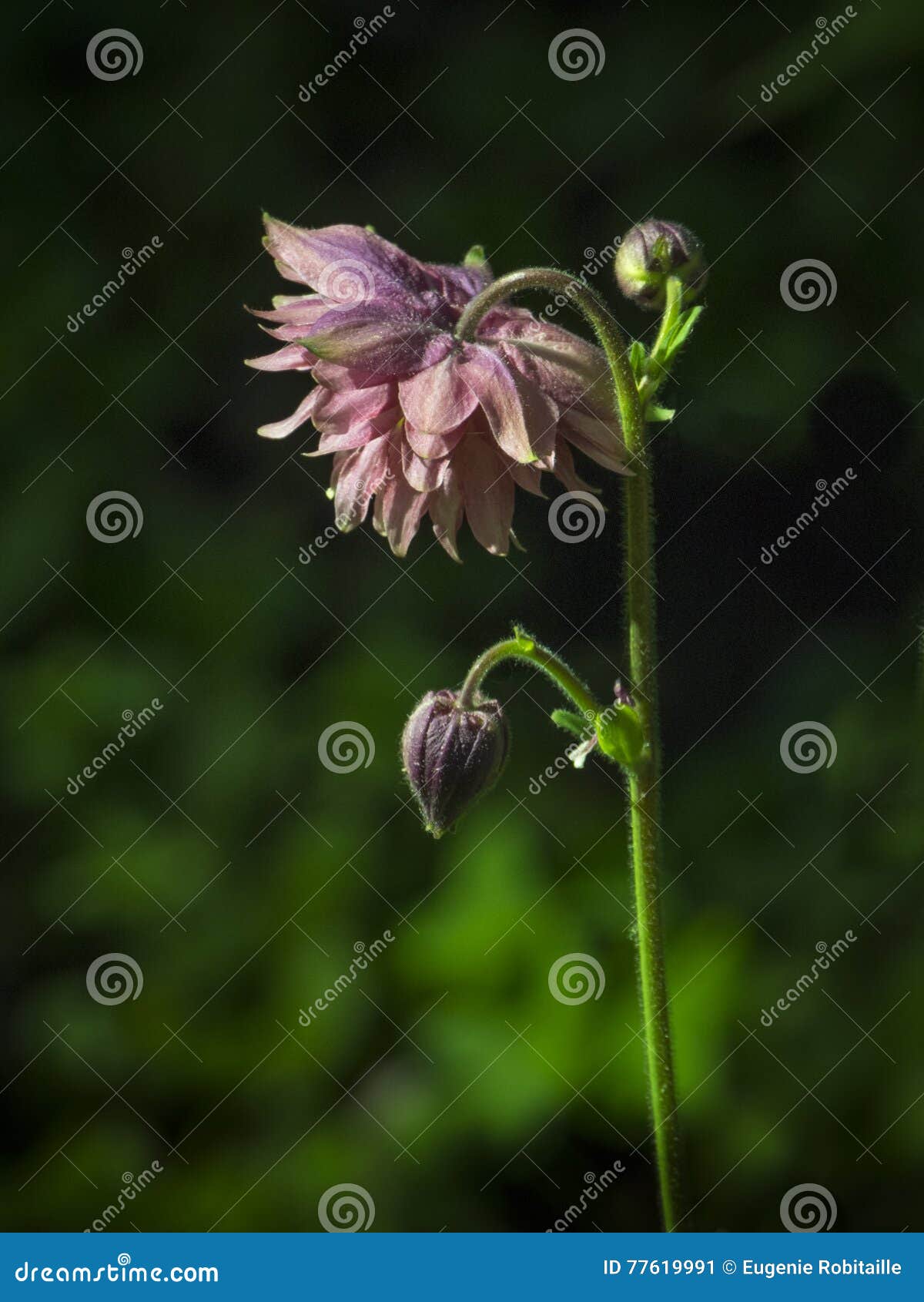 Back of a flower stock image. Image of beautiful, back - 77619991