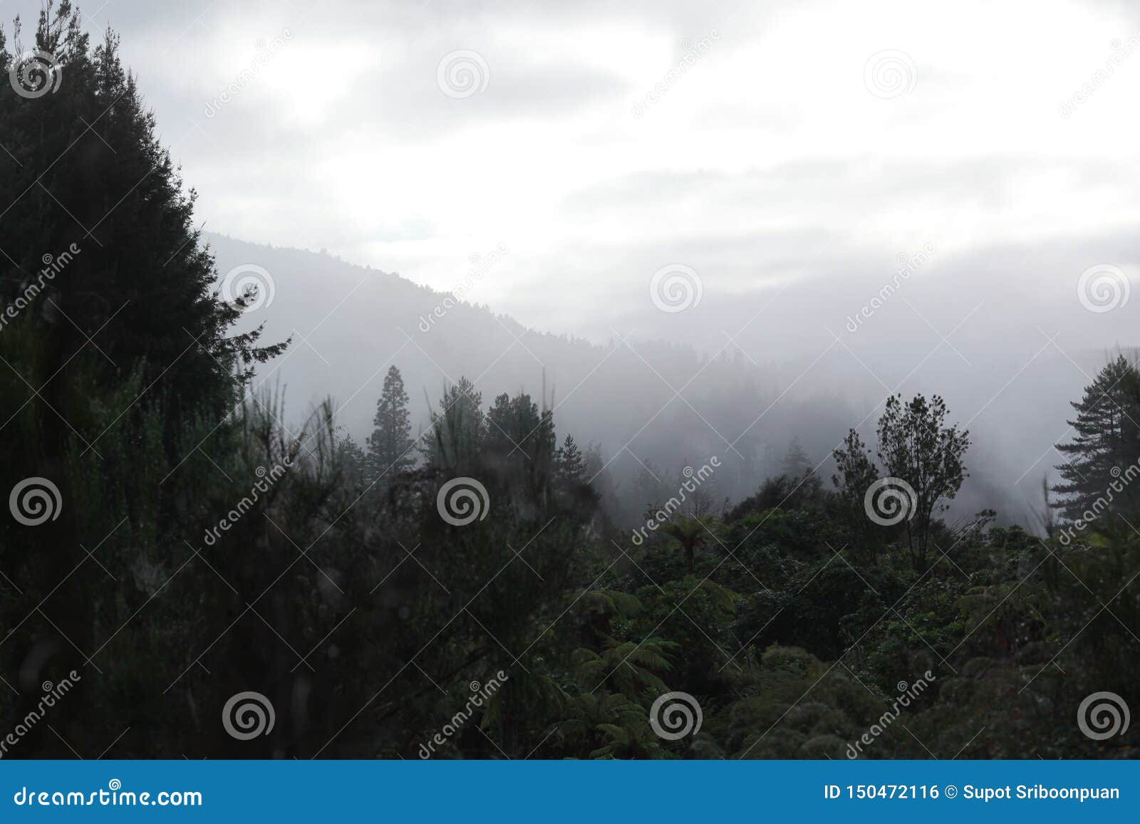 Back forest and cool fog stock photo. Image of background - 150472116