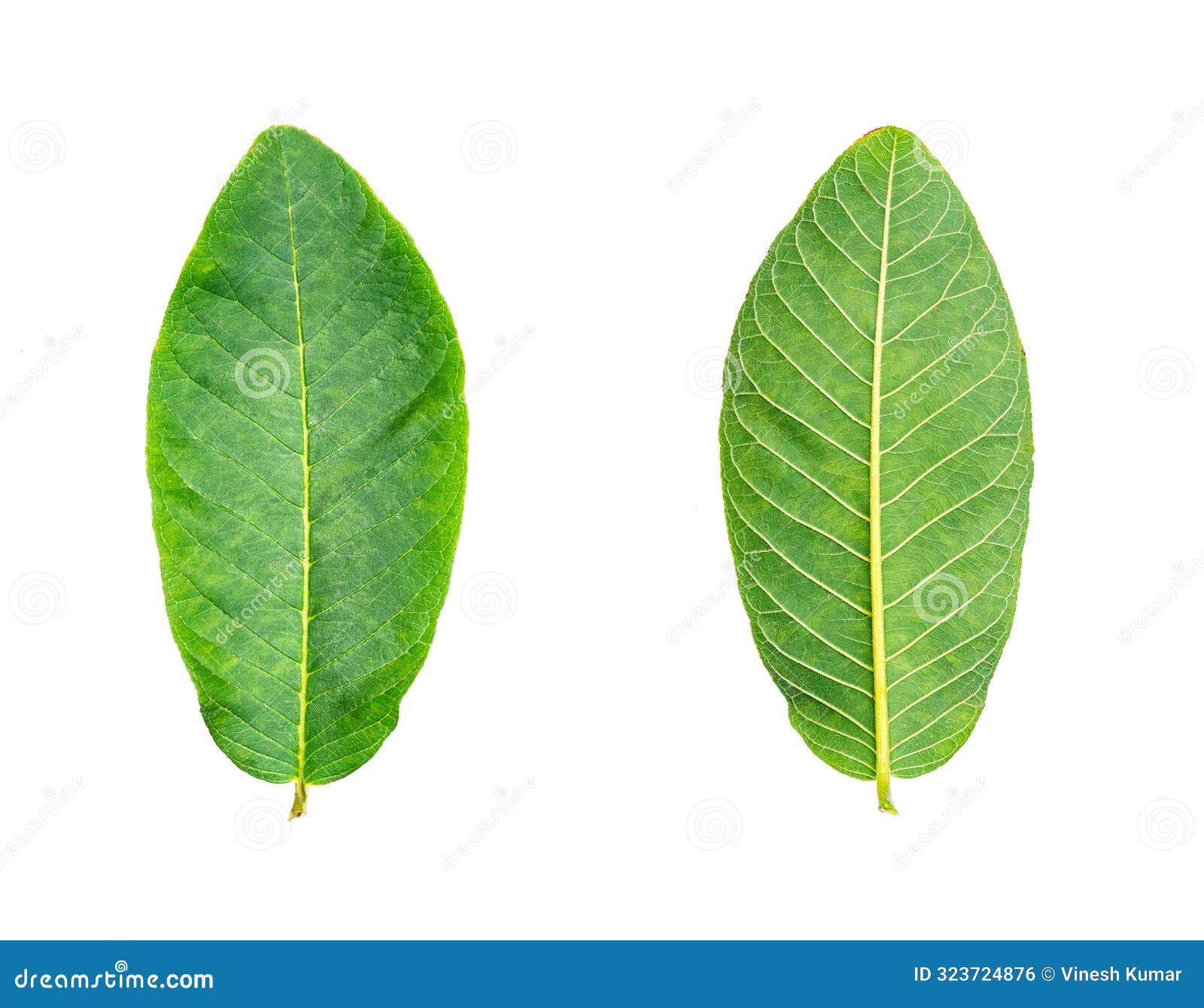 Back & Front Sides of Common Guava, Psidium Guajava Tree Leaf Isolated ...