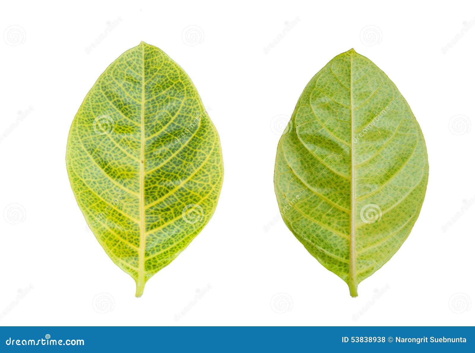 Front Of A Yellow Bulldozer With A Wheel And A Ladle On A Background Of ...