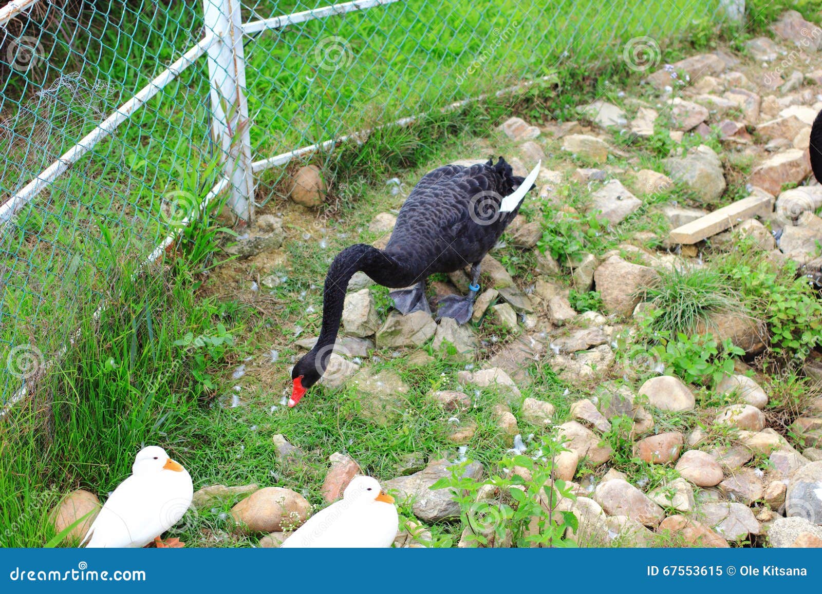 Back goose stock image. Image of garden, goose, back - 67553615