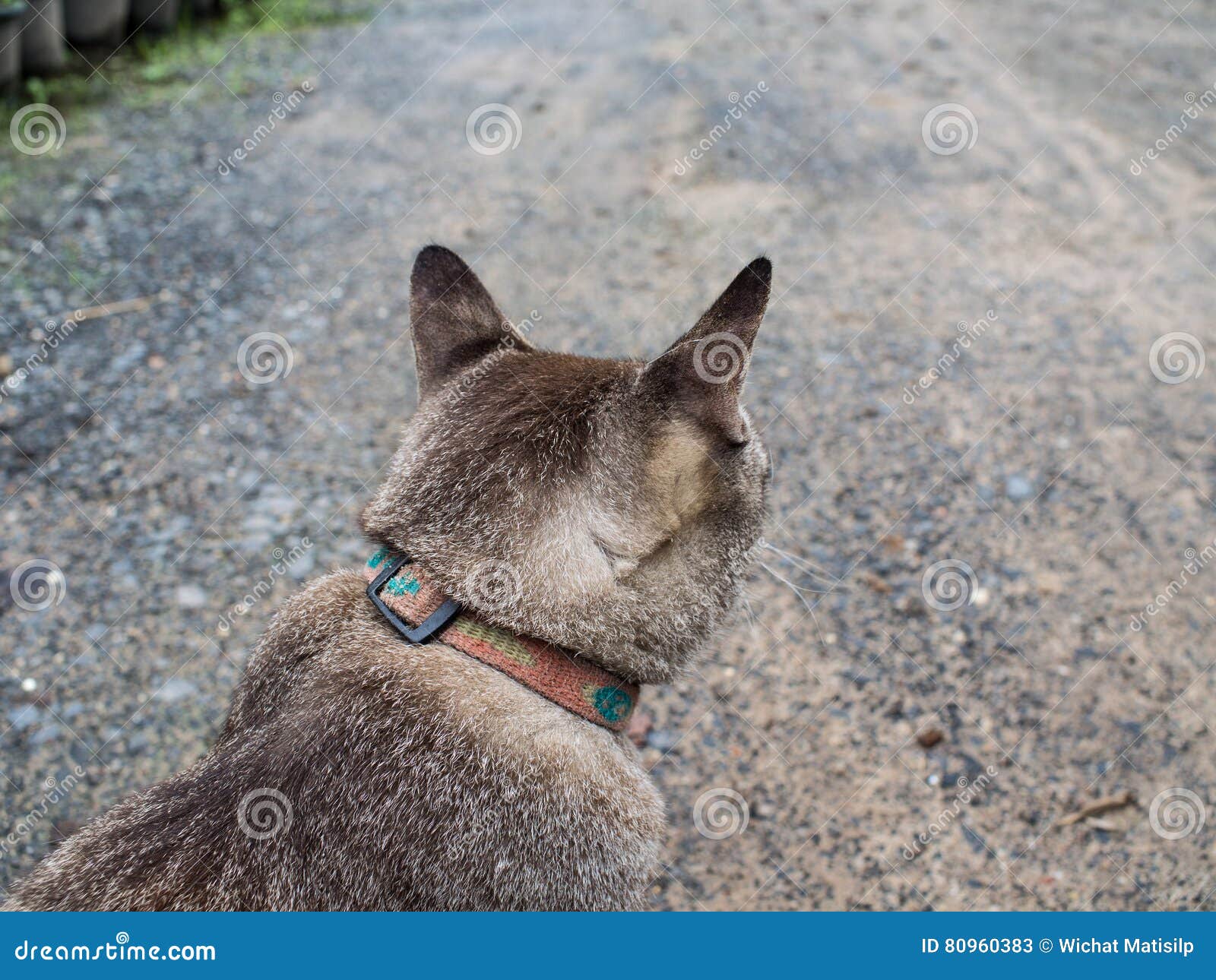 Back of Grey Cat Sitting stock image. Image of natural - 80960383